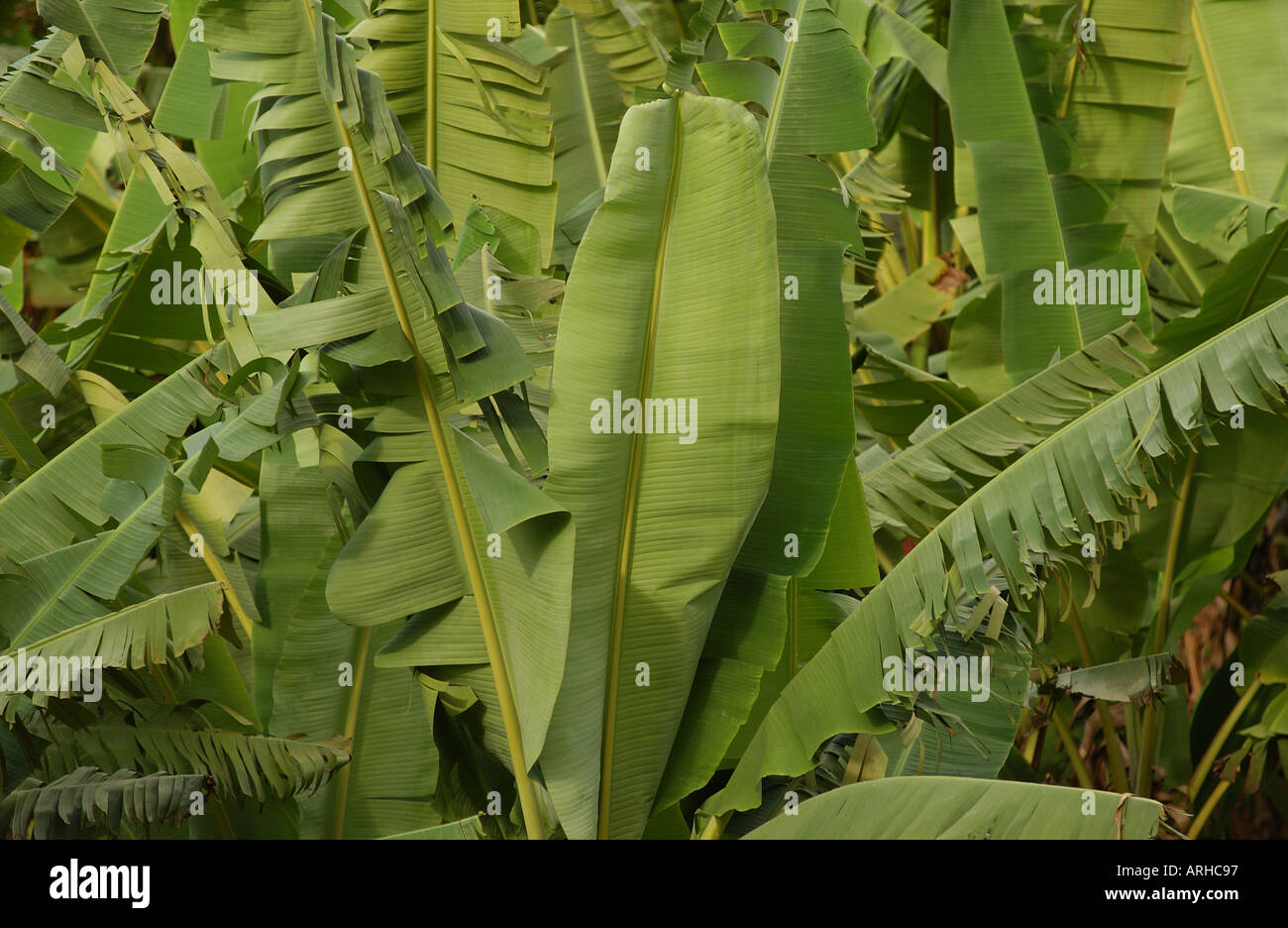 Close up of broad leafed trees Moorea Tahiti French Polynesia South ...