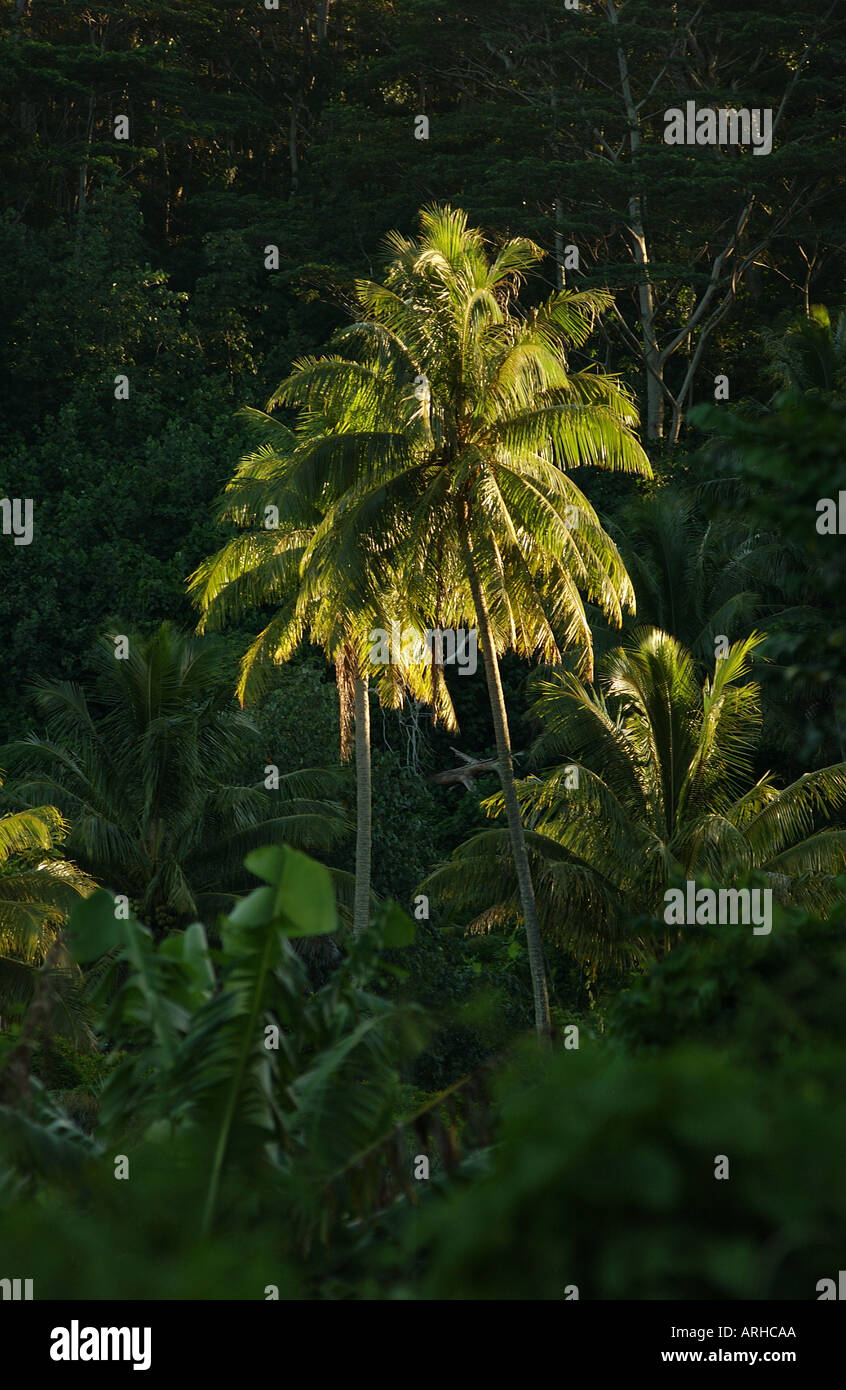 Trees in a forest Moorea Tahiti French Polynesia South Pacific Stock ...