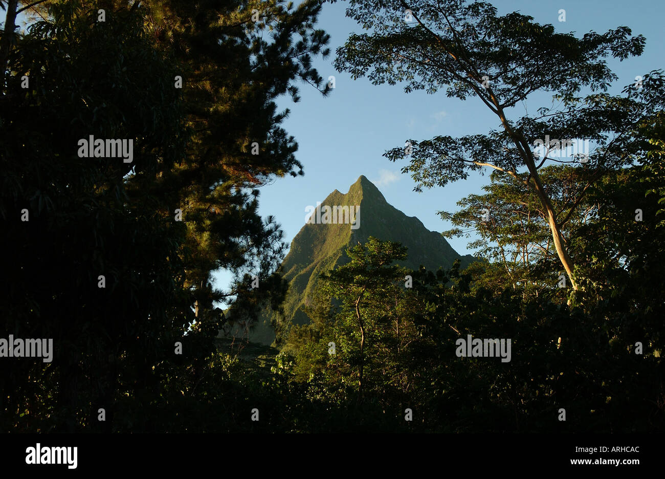 Low angle view of trees in a forest Moorea Tahiti French Polynesia ...