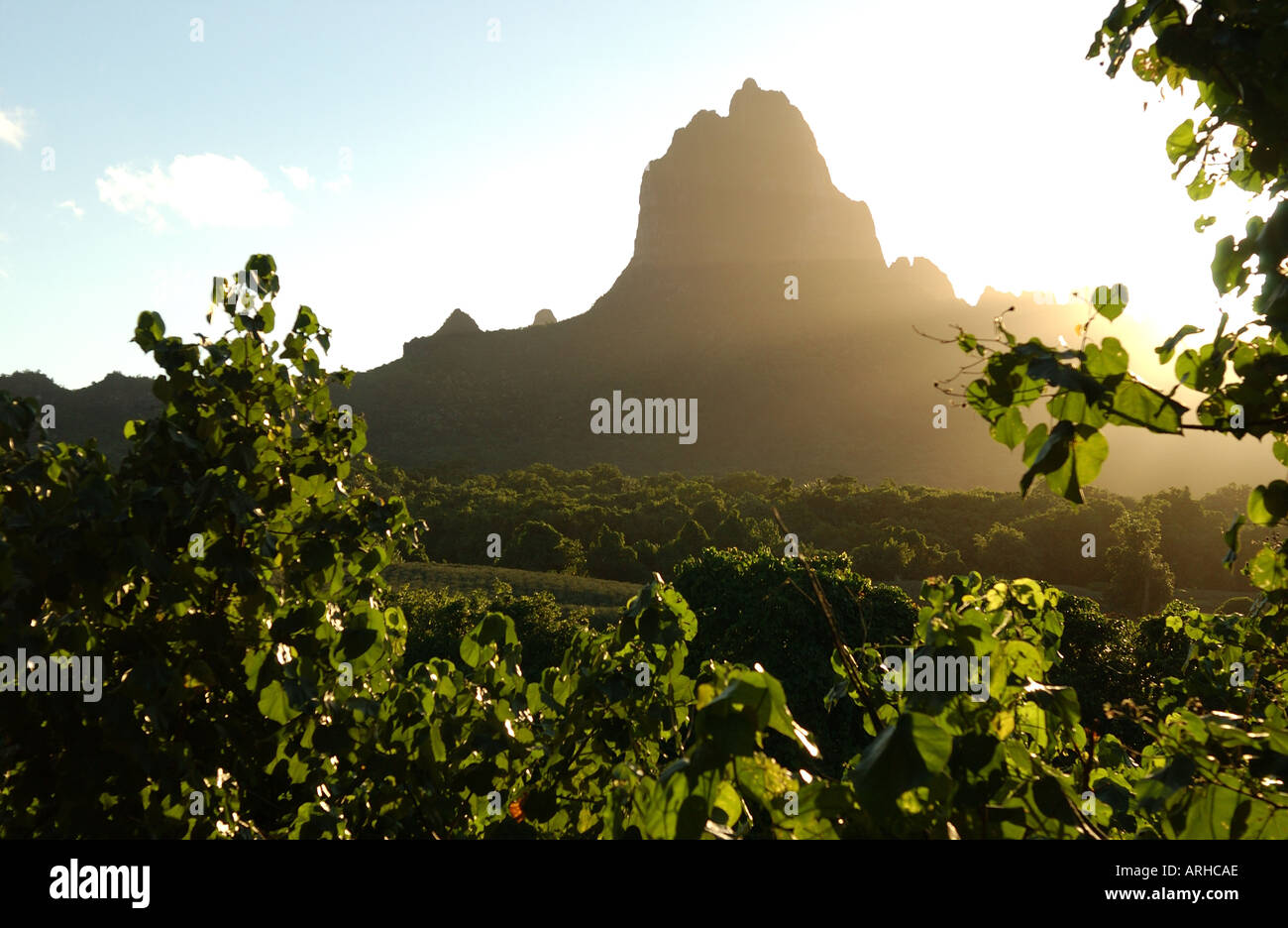 View of a forest and a hill Moorea Tahiti French Polynesia South ...