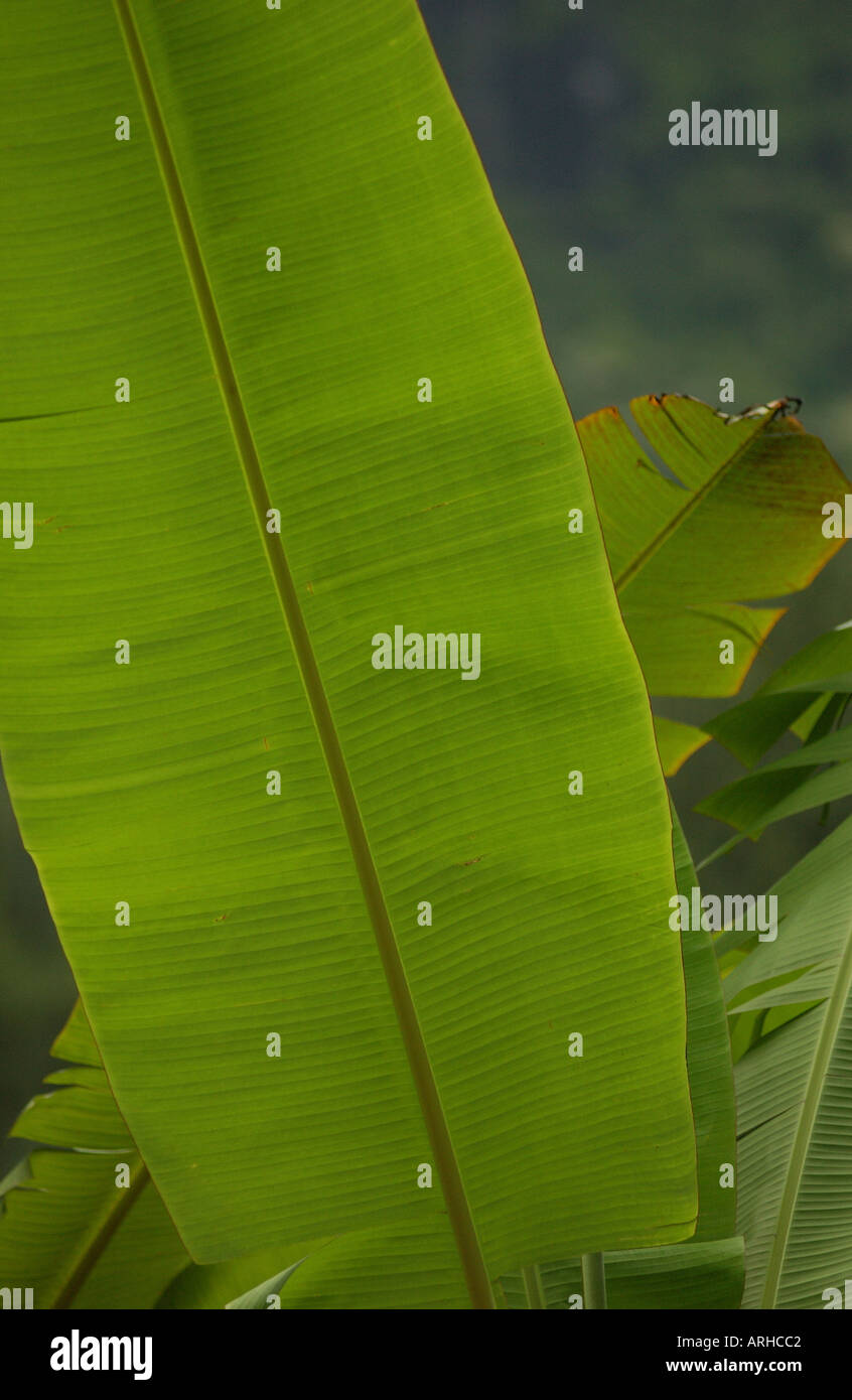 Close up of a broad leaf of a tropical plant Moorea Tahiti French ...