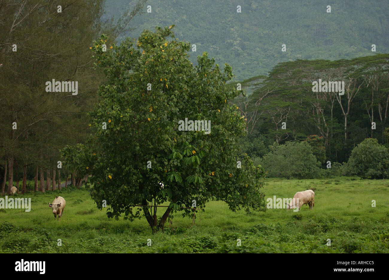 Tahiti green field hi-res stock photography and images - Alamy