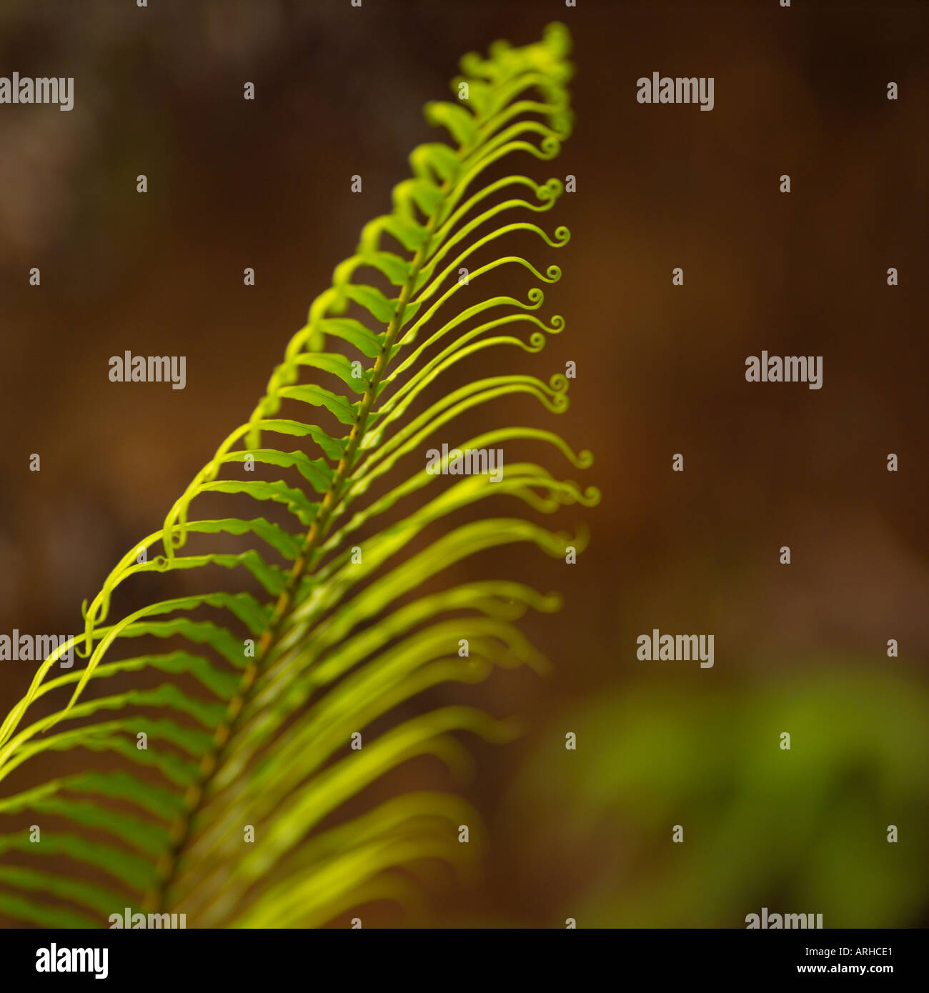 Stem of Fern Plant at Moorea Tahiti Stock Photo - Alamy