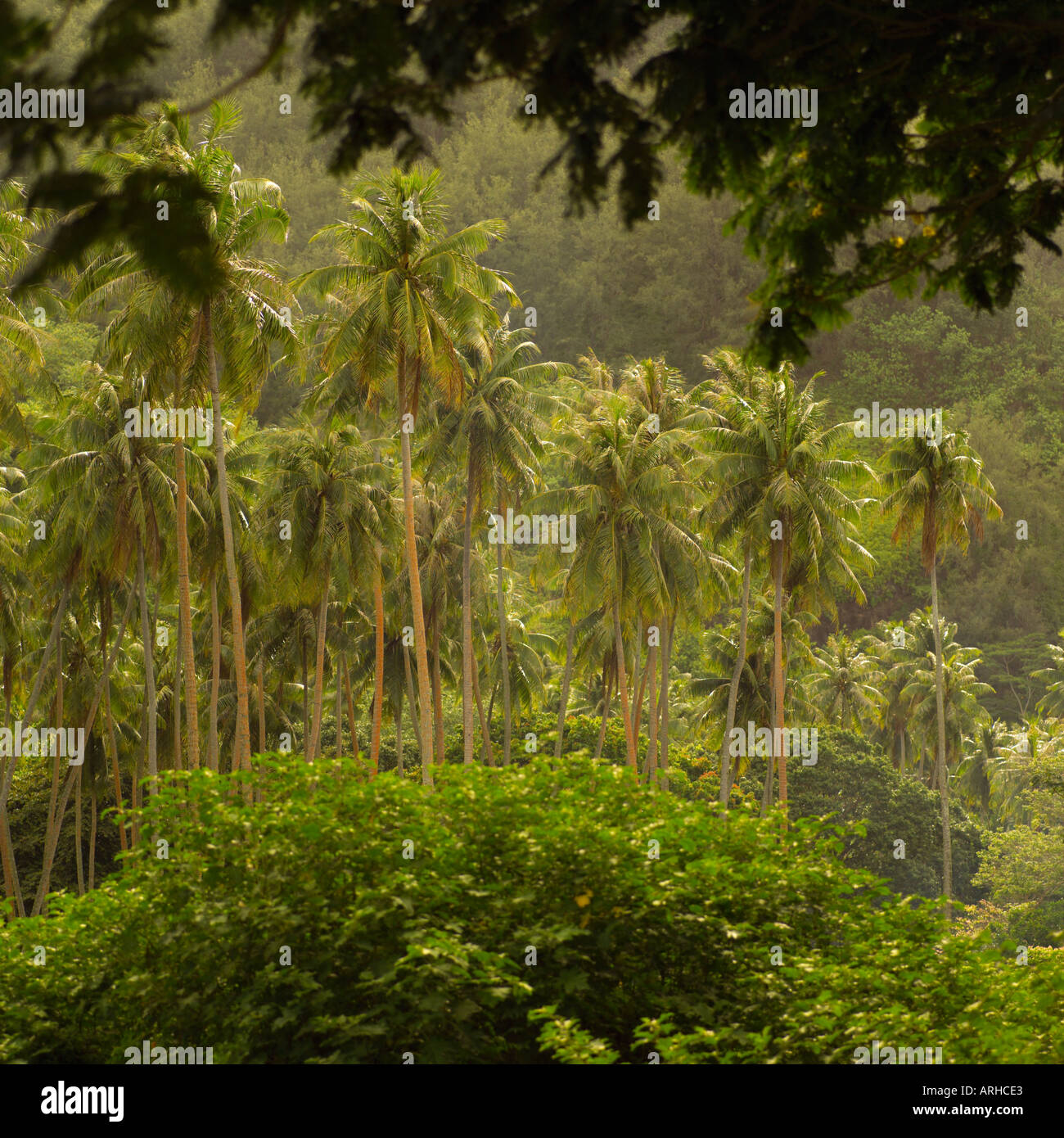 Forest of Palm Trees at Moorea Tahiti Stock Photo - Alamy