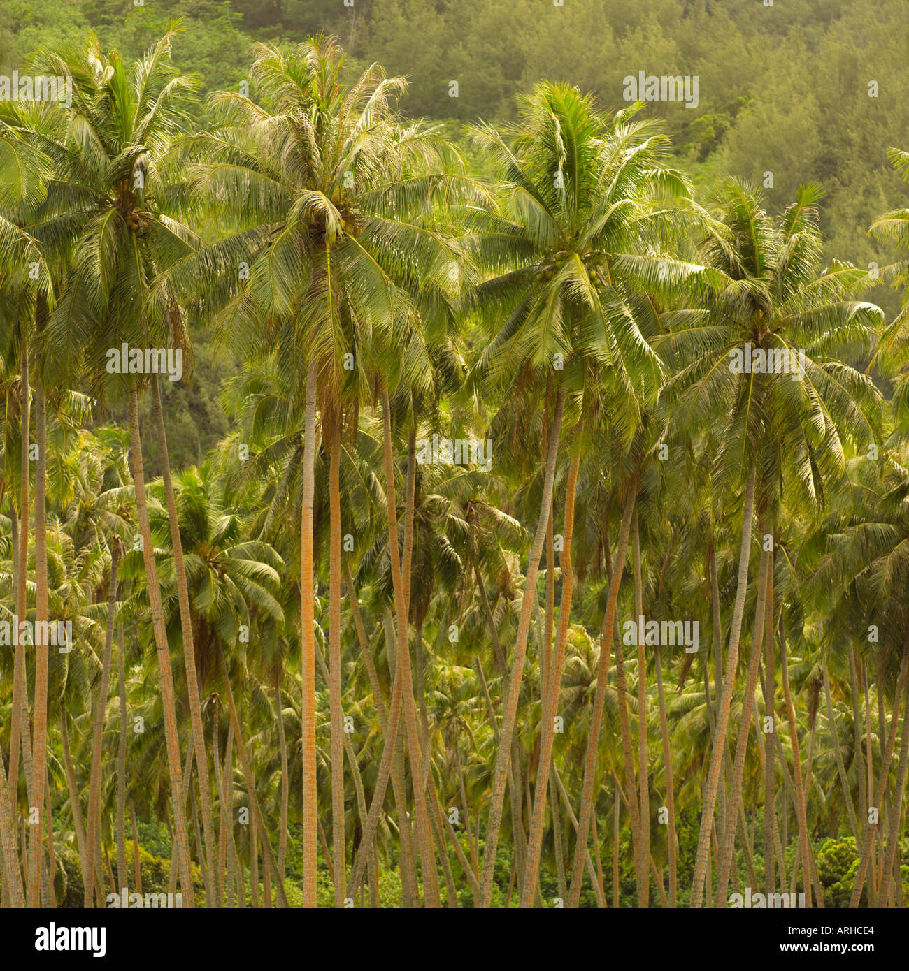 Forest of Palm Trees at Moorea Tahiti Stock Photo - Alamy