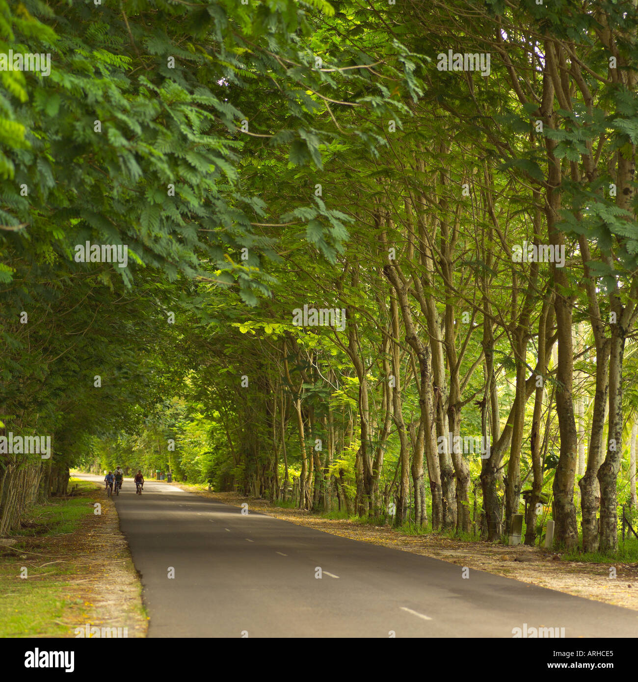 Road under Canopy of Trees at Moorea Tahiti Stock Photo - Alamy