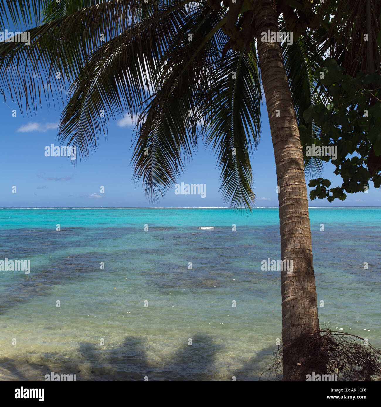 Palm Trees on Shoreline of Ocean at Moorea in Tahiti Stock Photo - Alamy