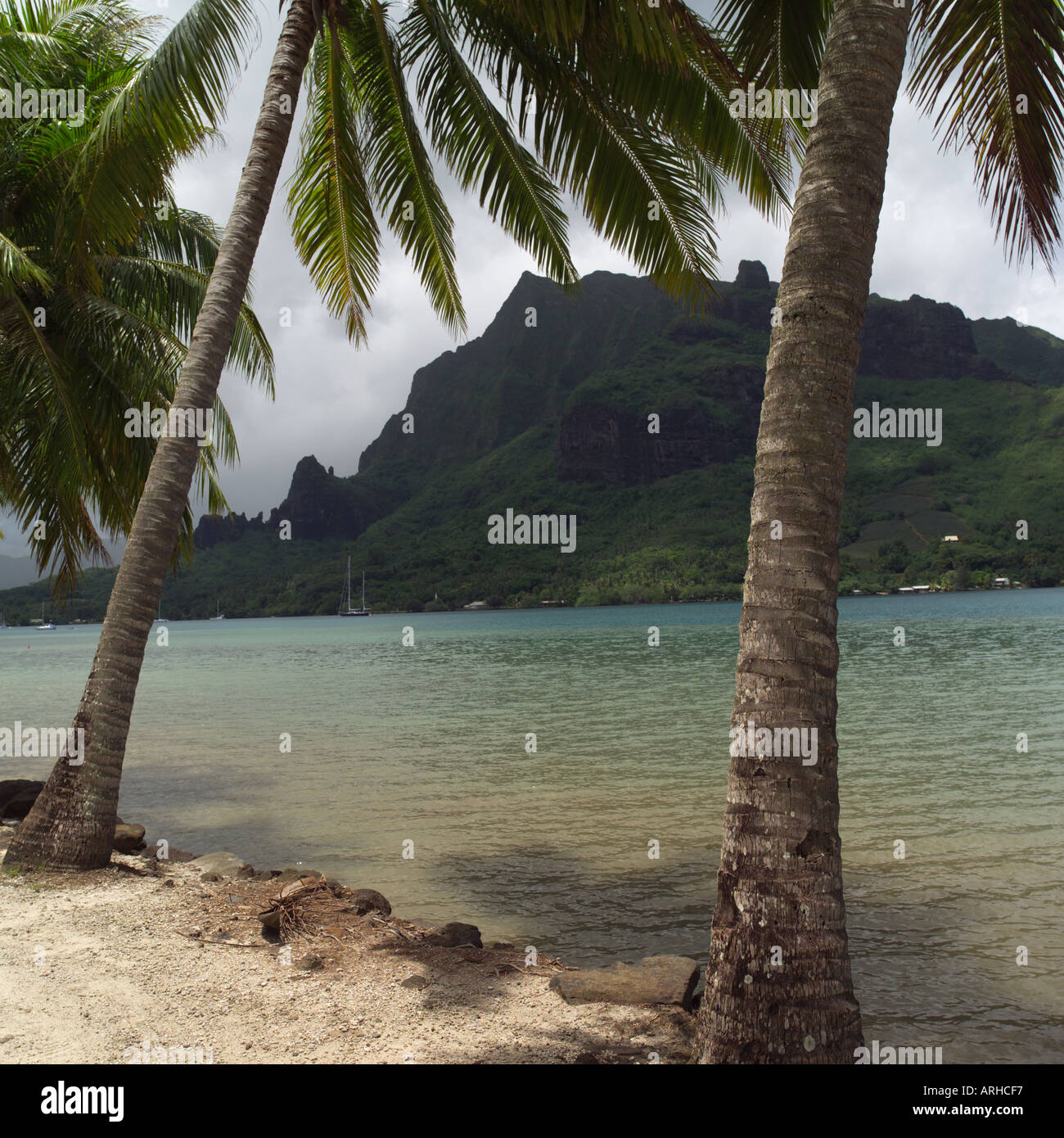 Palm Trees on Shoreline of Ocean at Moorea in Tahiti Stock Photo - Alamy