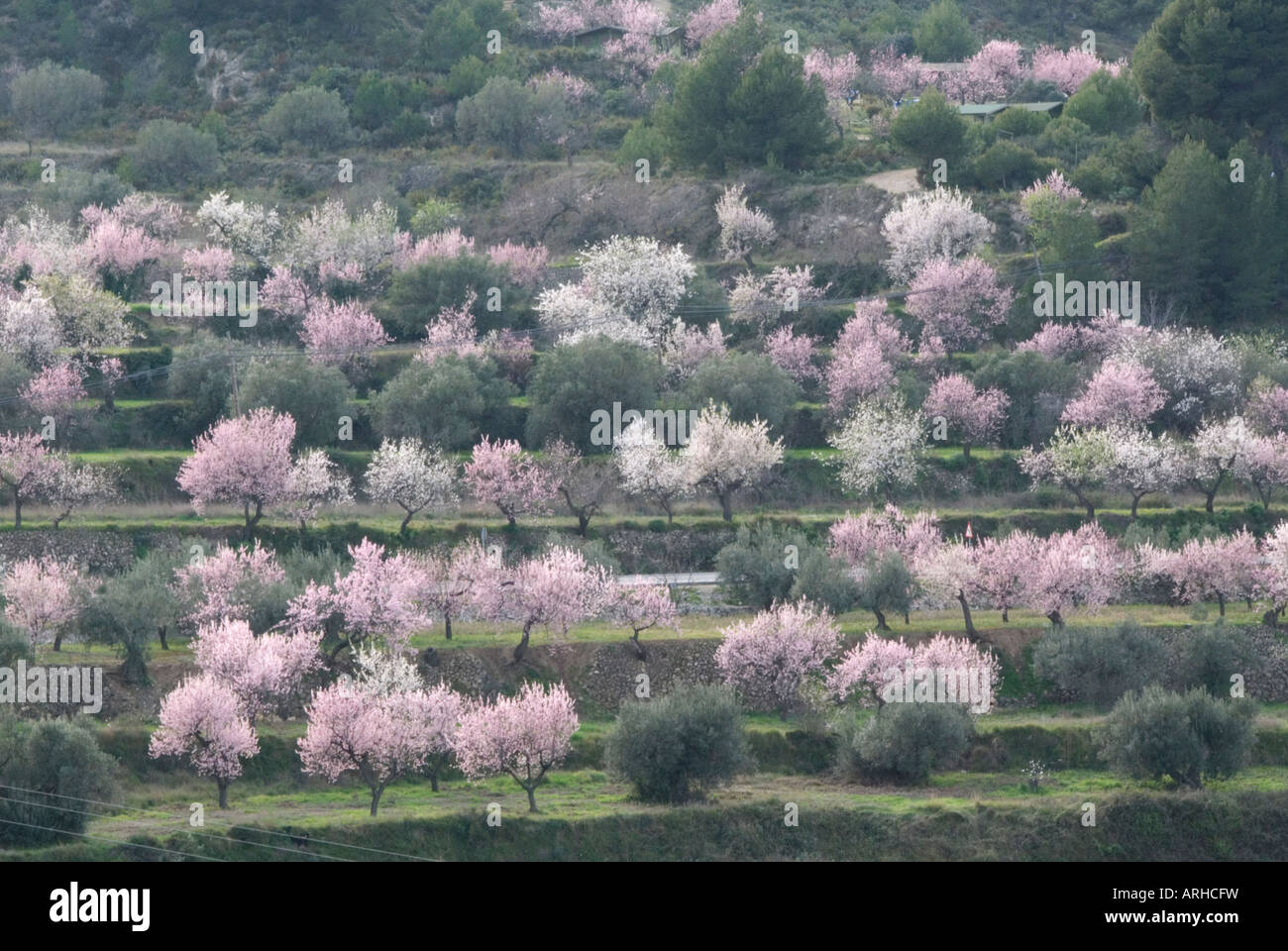 Pink and white almond blossom trees on tiered land in Spain Stock Photo ...