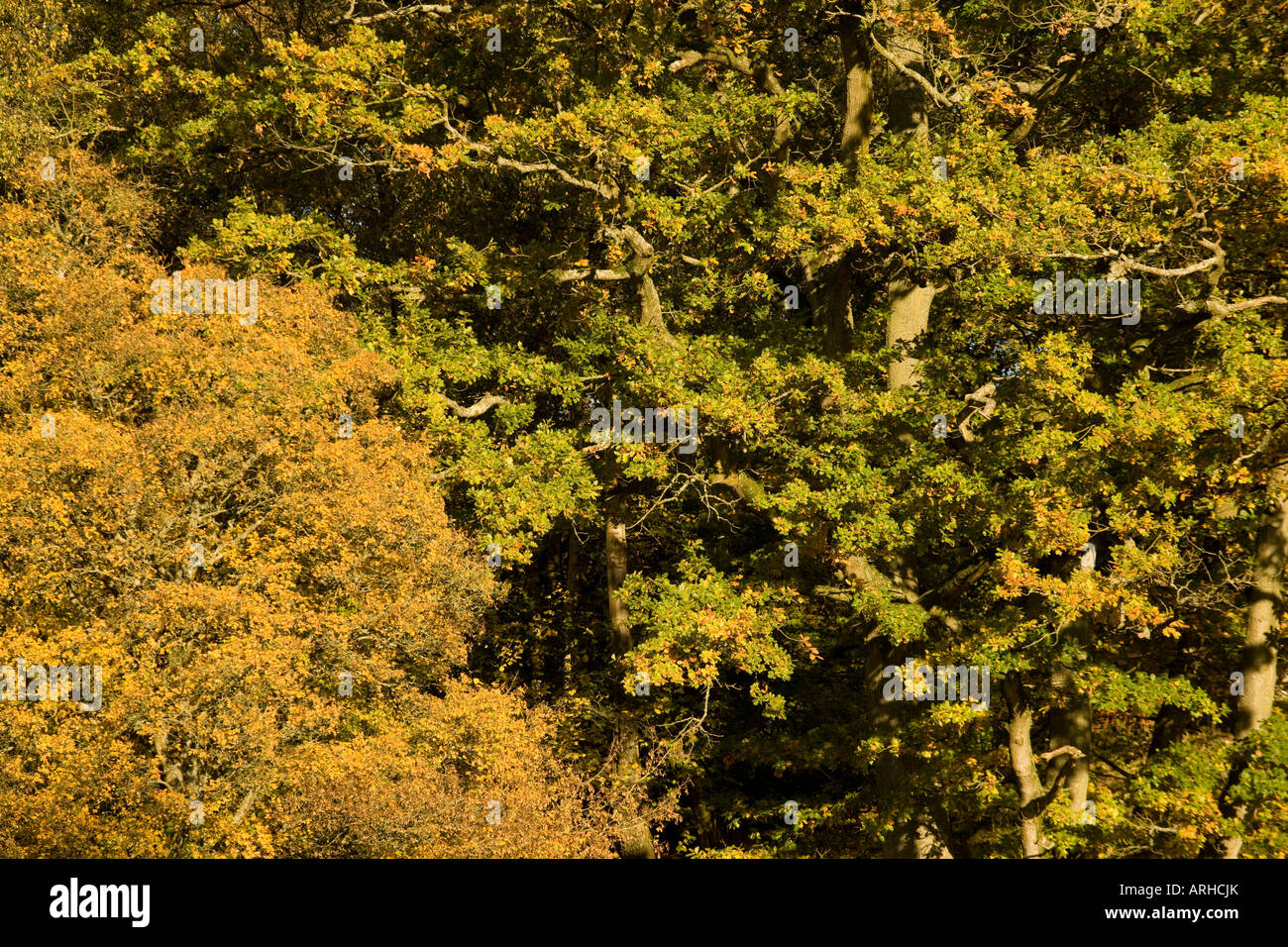 Beach and oak in autumn Stock Photo - Alamy