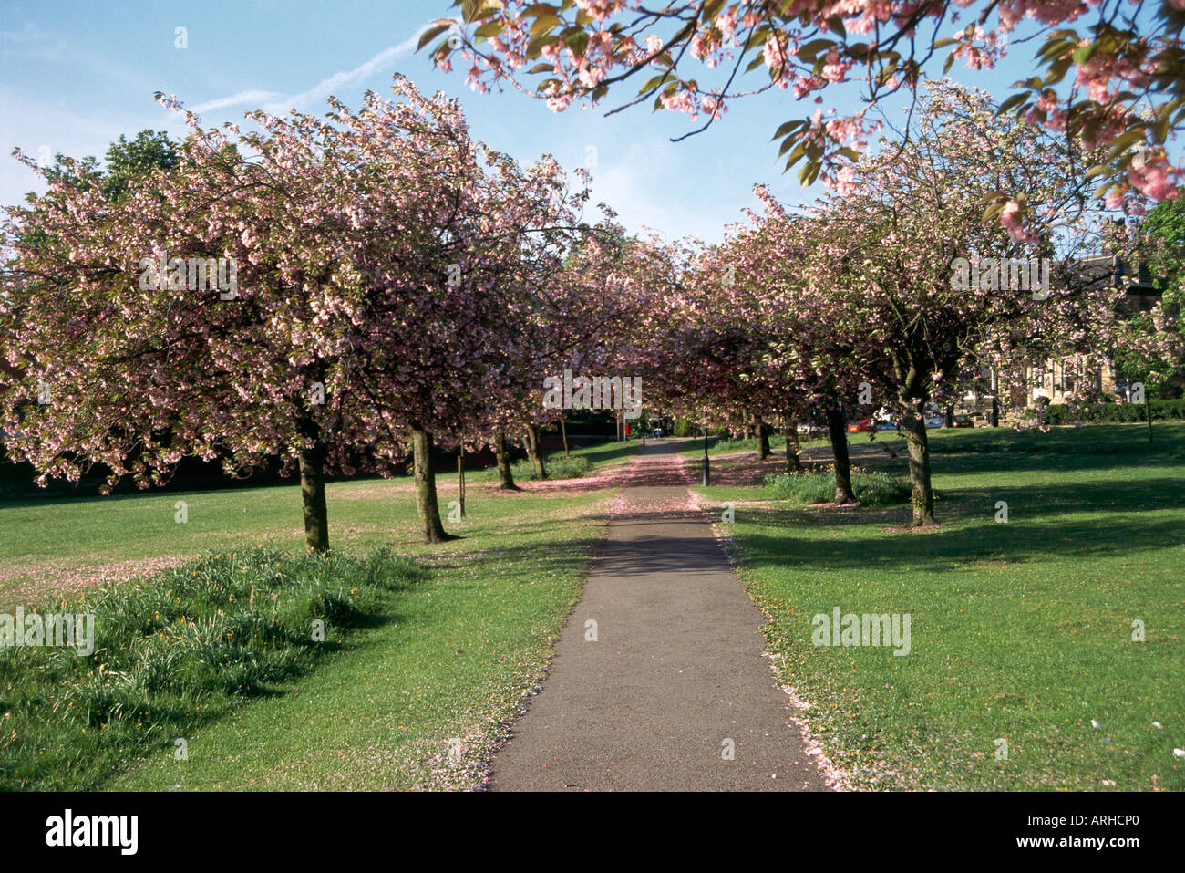 This greenery is part of The Stray which sweeps right through the town ...