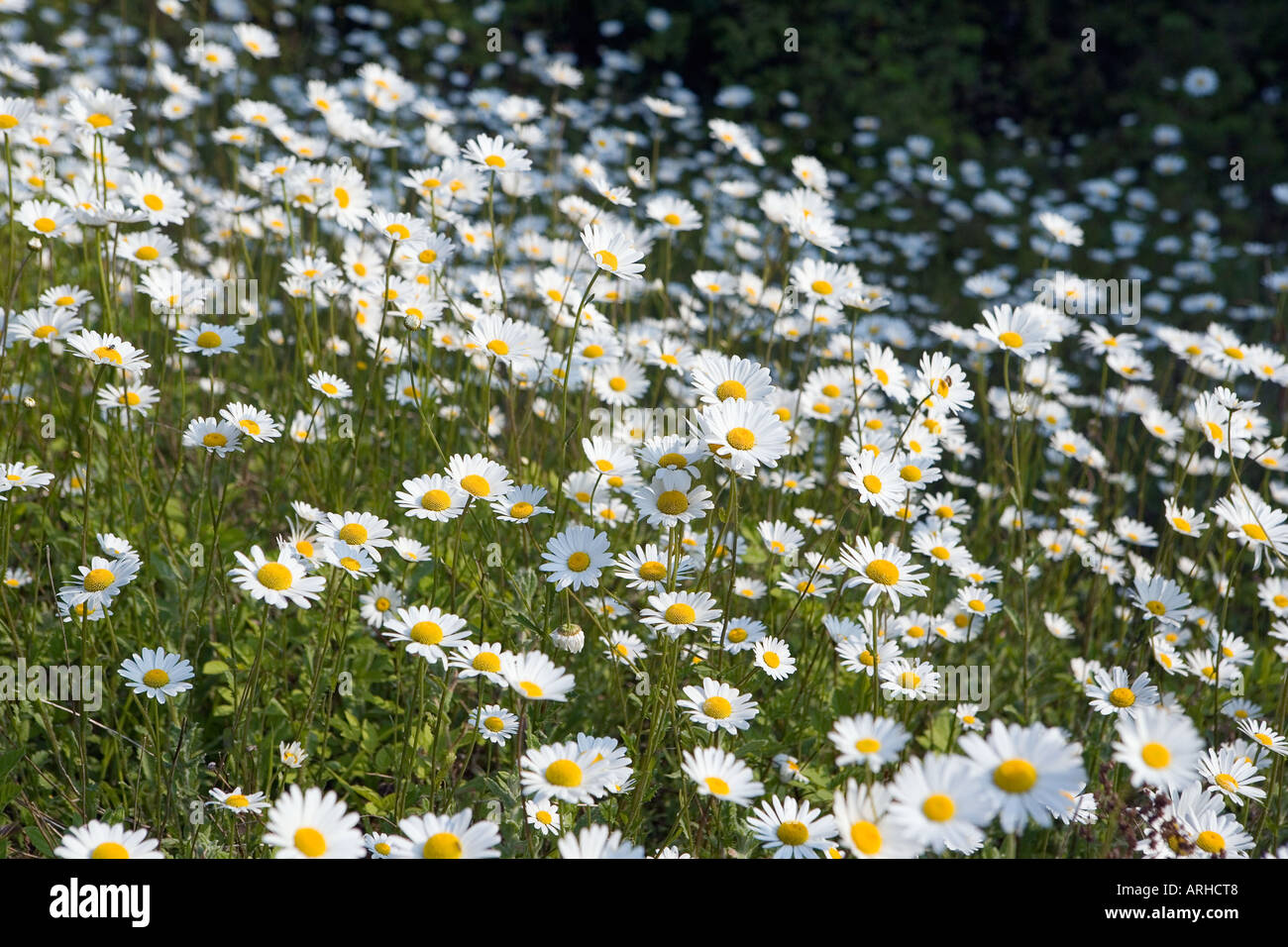 The name daisy hi-res stock photography and images - Alamy
