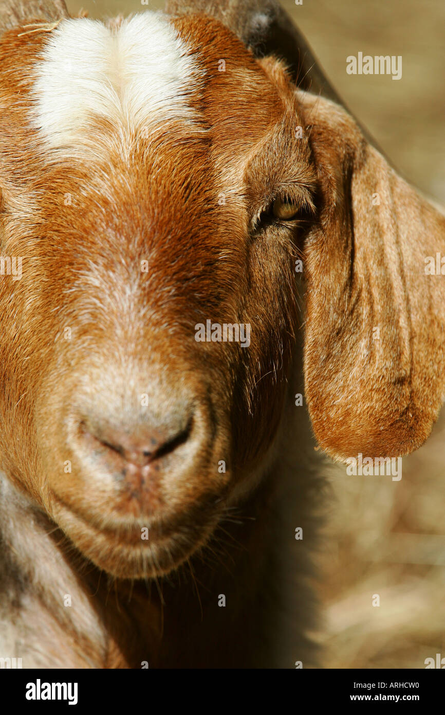 Brown short hair goat hi-res stock photography and images - Alamy