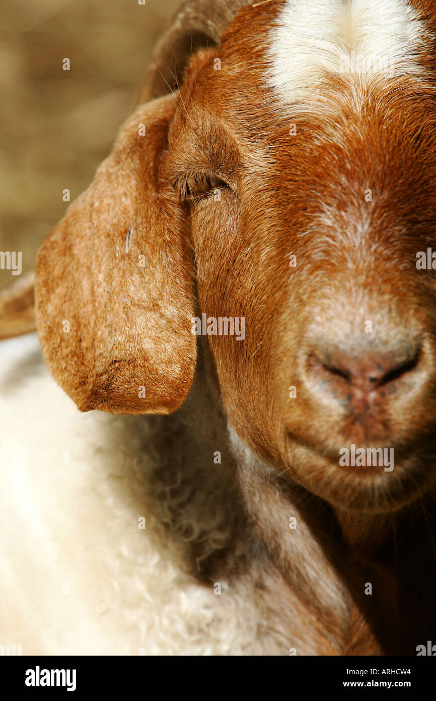 Brown short hair goat hi-res stock photography and images - Alamy