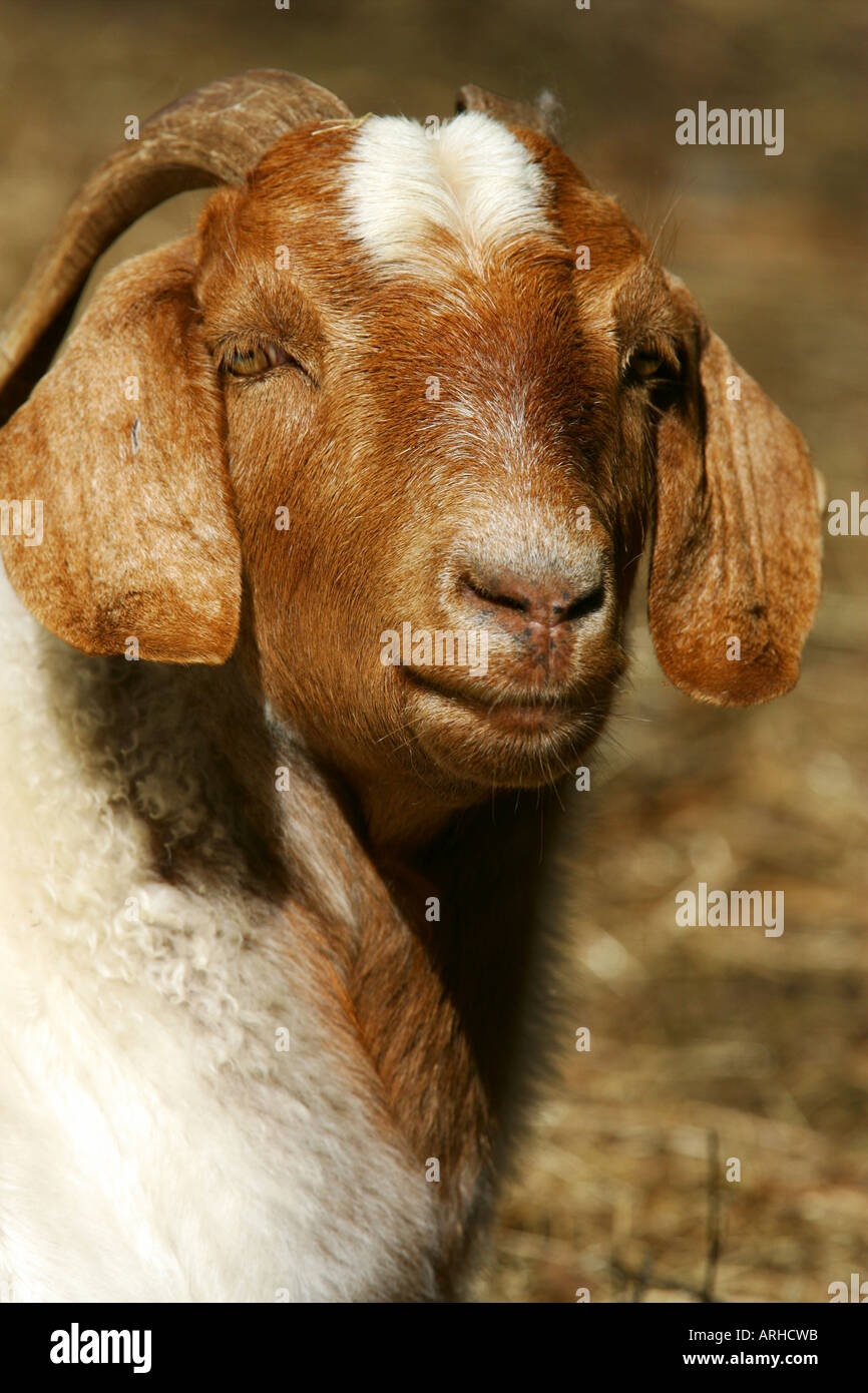 Brown short hair goat hi-res stock photography and images - Alamy