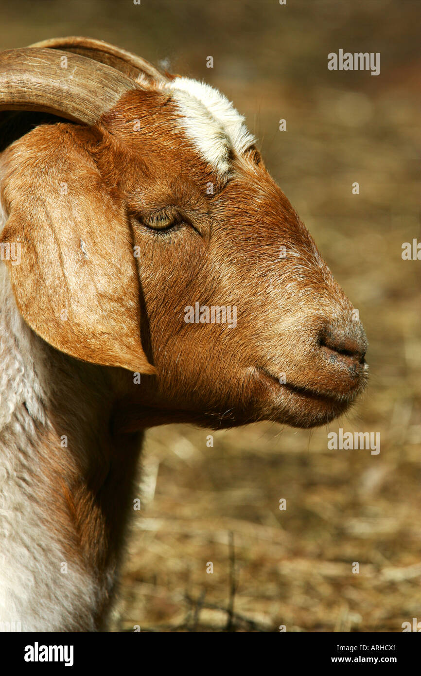 Brown short hair goat hi-res stock photography and images - Alamy