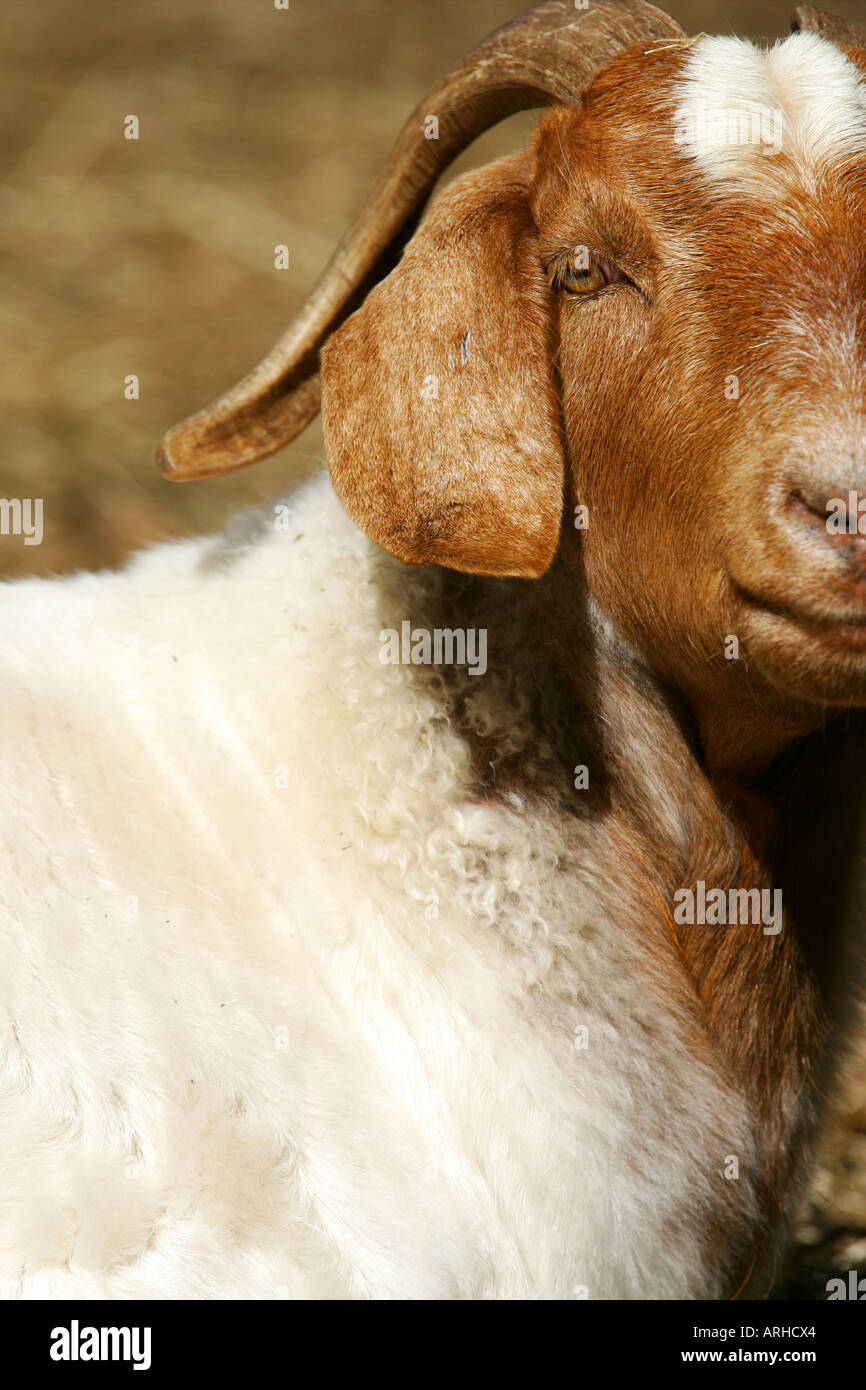 Short Haired Goat Stock Photo - Alamy