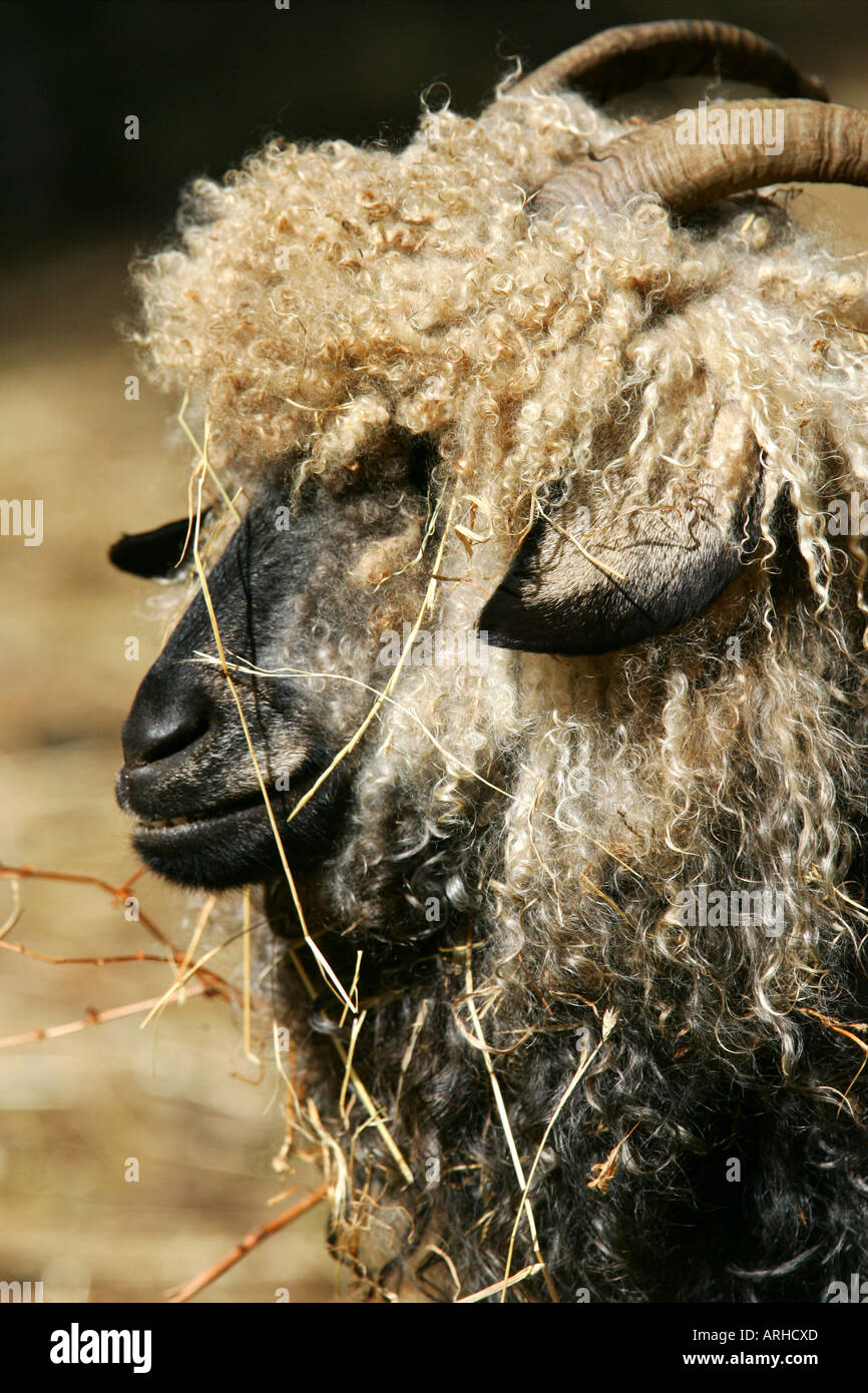 Long Haired Goat Stock Photo - Alamy