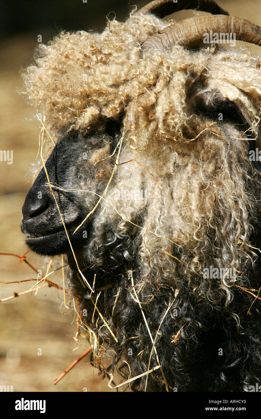 Long Haired Goat Stock Photo - Alamy