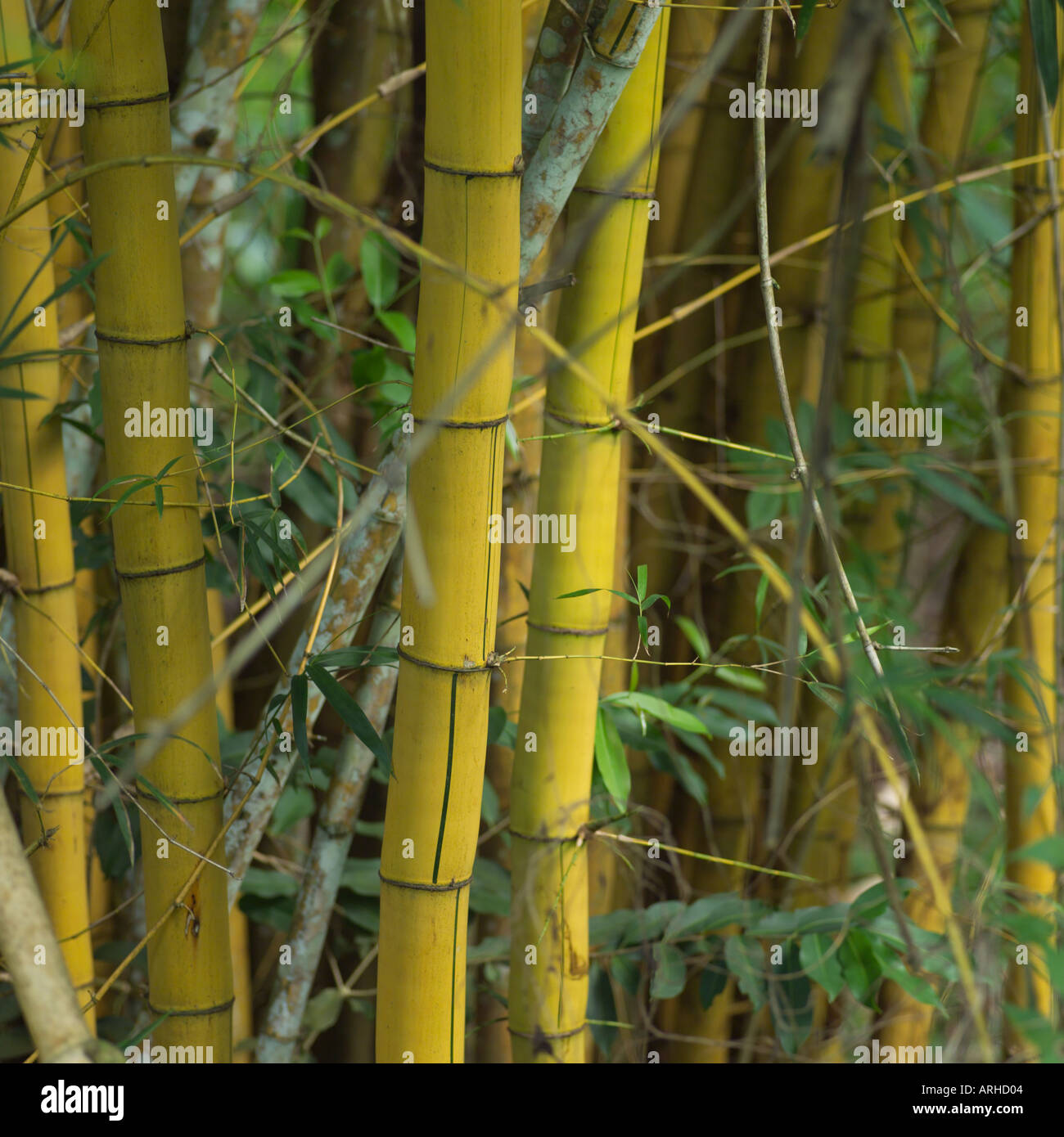 Bamboo shafts hi-res stock photography and images - Alamy