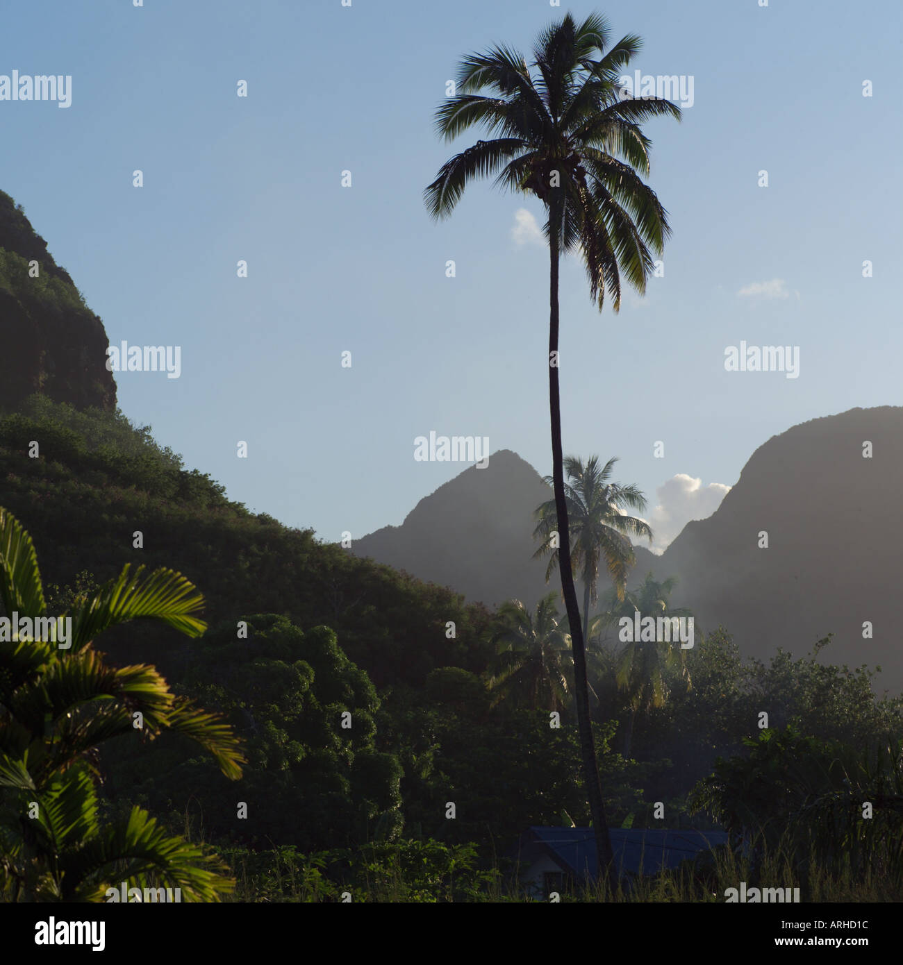 Lone Palm Tree at Moorea in Tahiti Stock Photo - Alamy