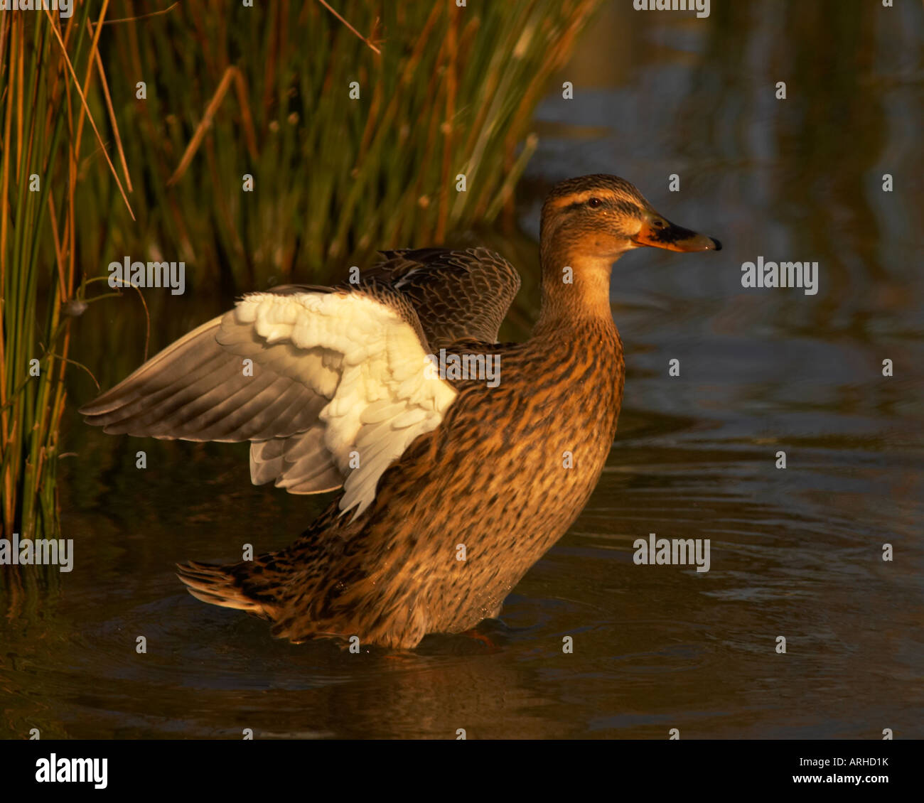 Female mallard duck Stock Photo - Alamy