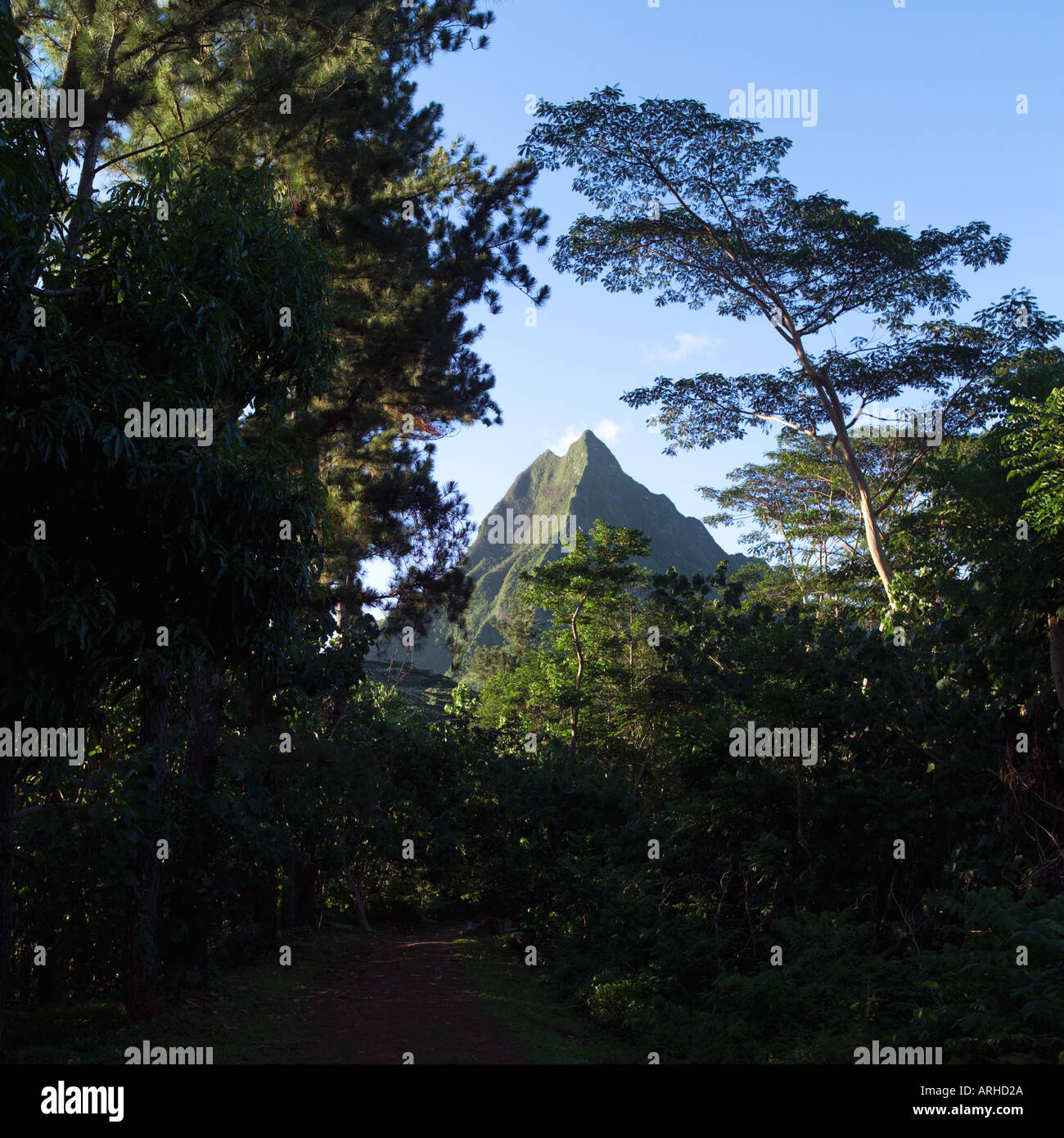 Mountain Peak Through Trees at Moorea in Tahiti Stock Photo - Alamy