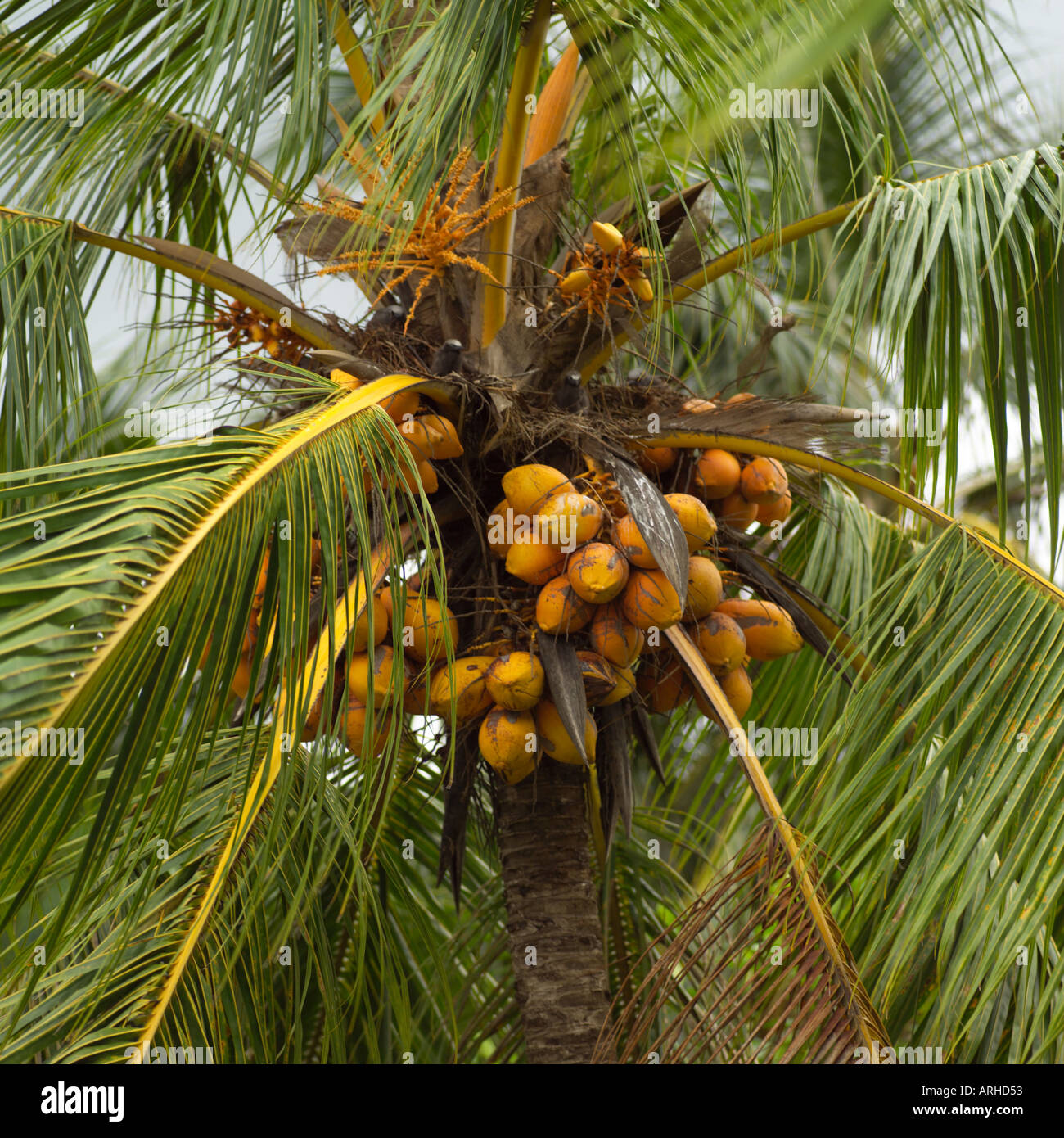 Coconut trees circular hi-res stock photography and images - Alamy
