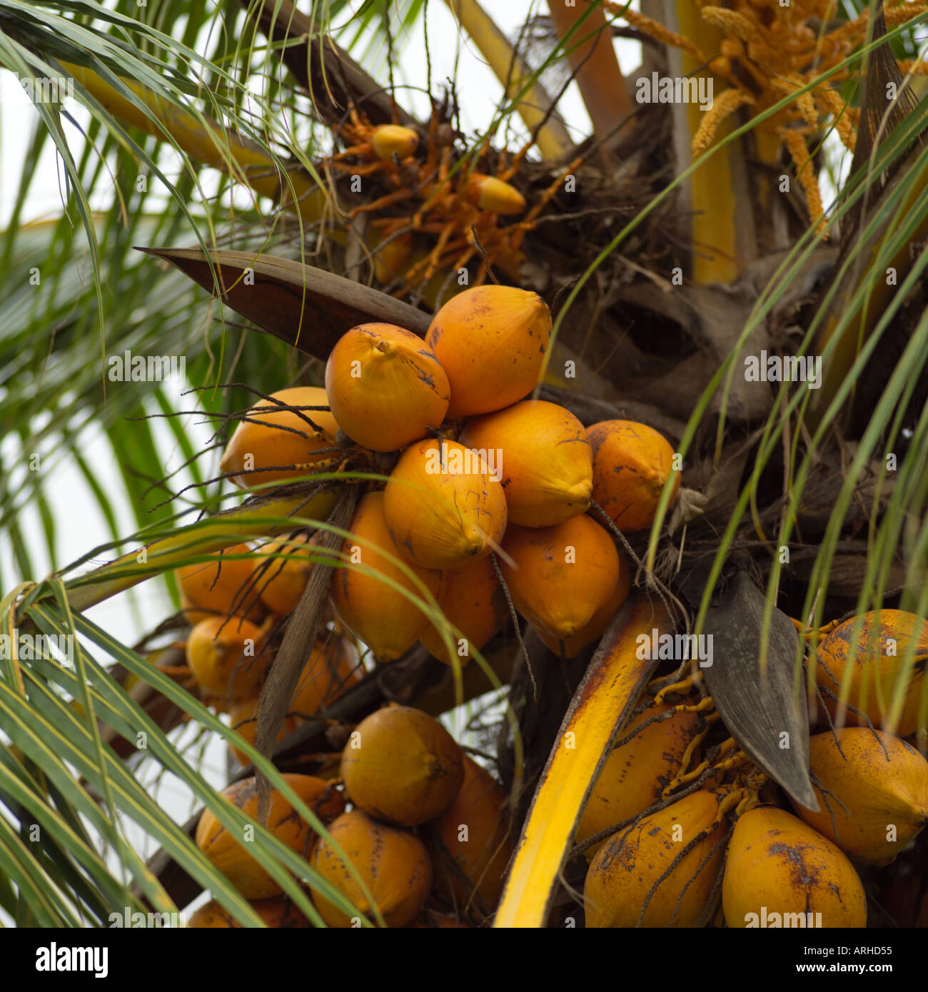 Coconut trees circular hi-res stock photography and images - Alamy