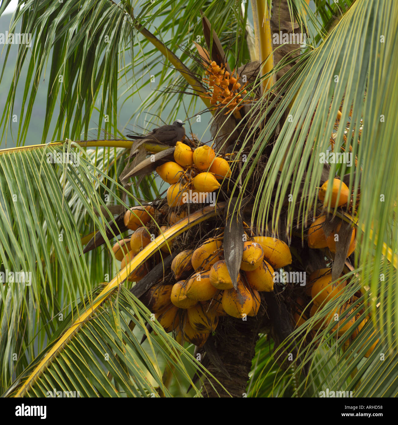 Coconut trees circular hi-res stock photography and images - Alamy