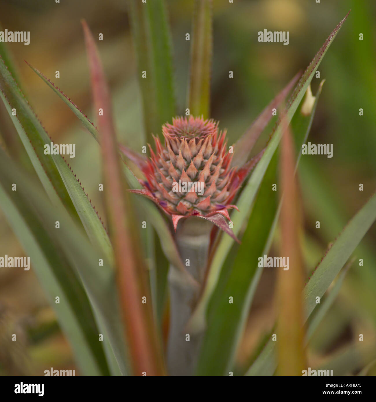 Flower Growing at Moorea in Tahiti Stock Photo - Alamy
