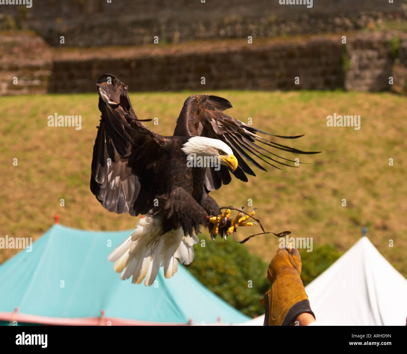 Bald eagle landing on a handlers glove at a display Stock Photo - Alamy