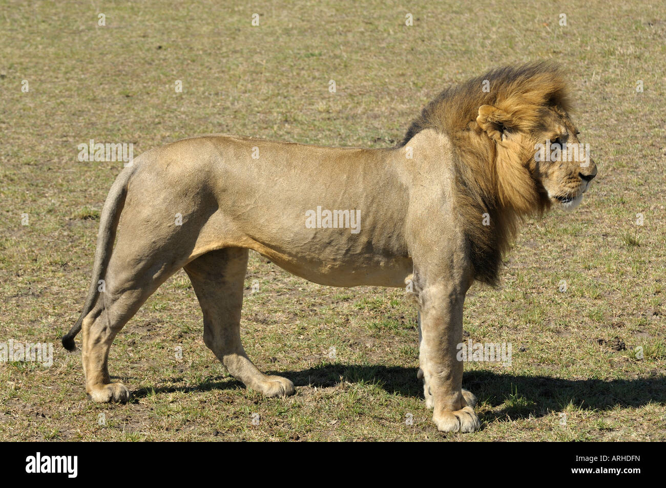 Posing lion hi-res stock photography and images - Alamy