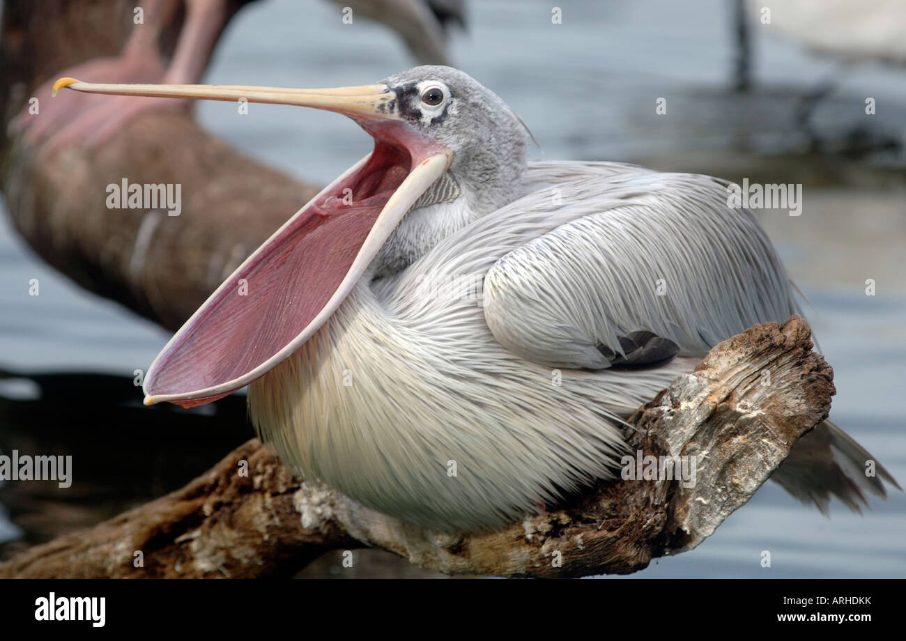 Open beak pouch hi-res stock photography and images - Alamy