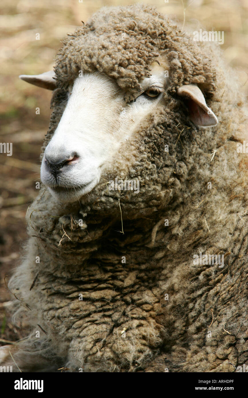 Australian marinos hi-res stock photography and images - Alamy