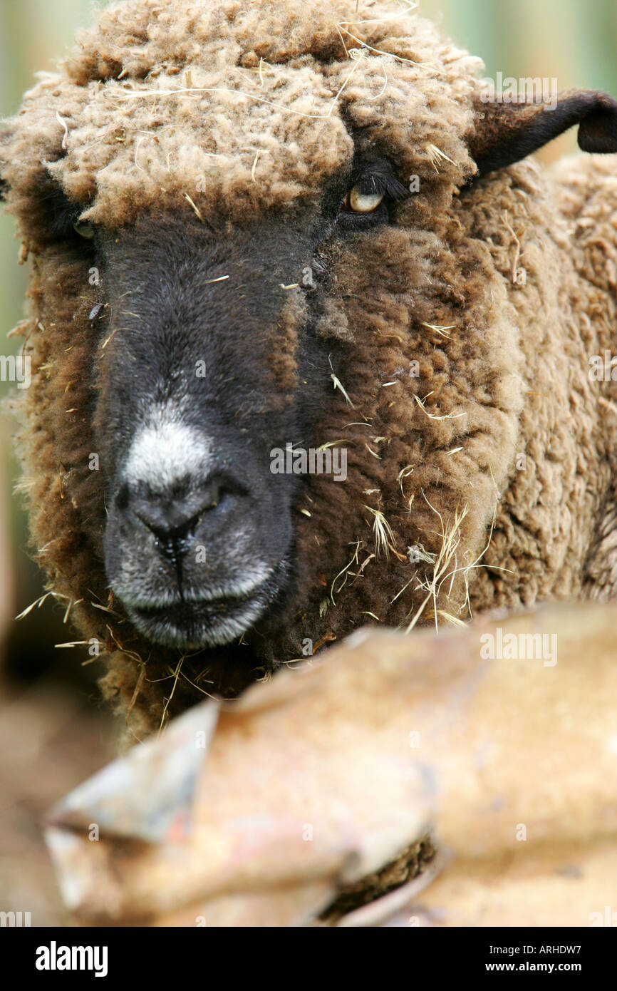 Australian marinos hi-res stock photography and images - Alamy