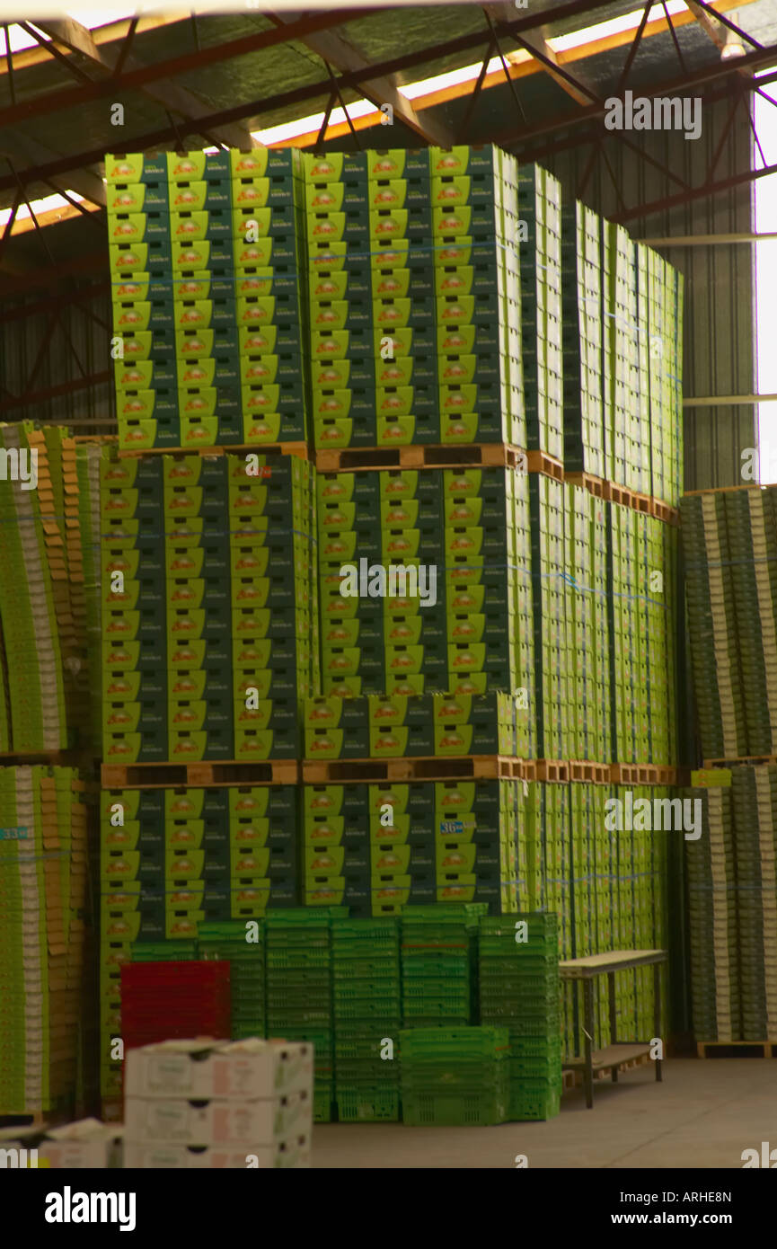 Kiwi Fruit Being Packed In Boxes For Shipment Stock Photo - Alamy