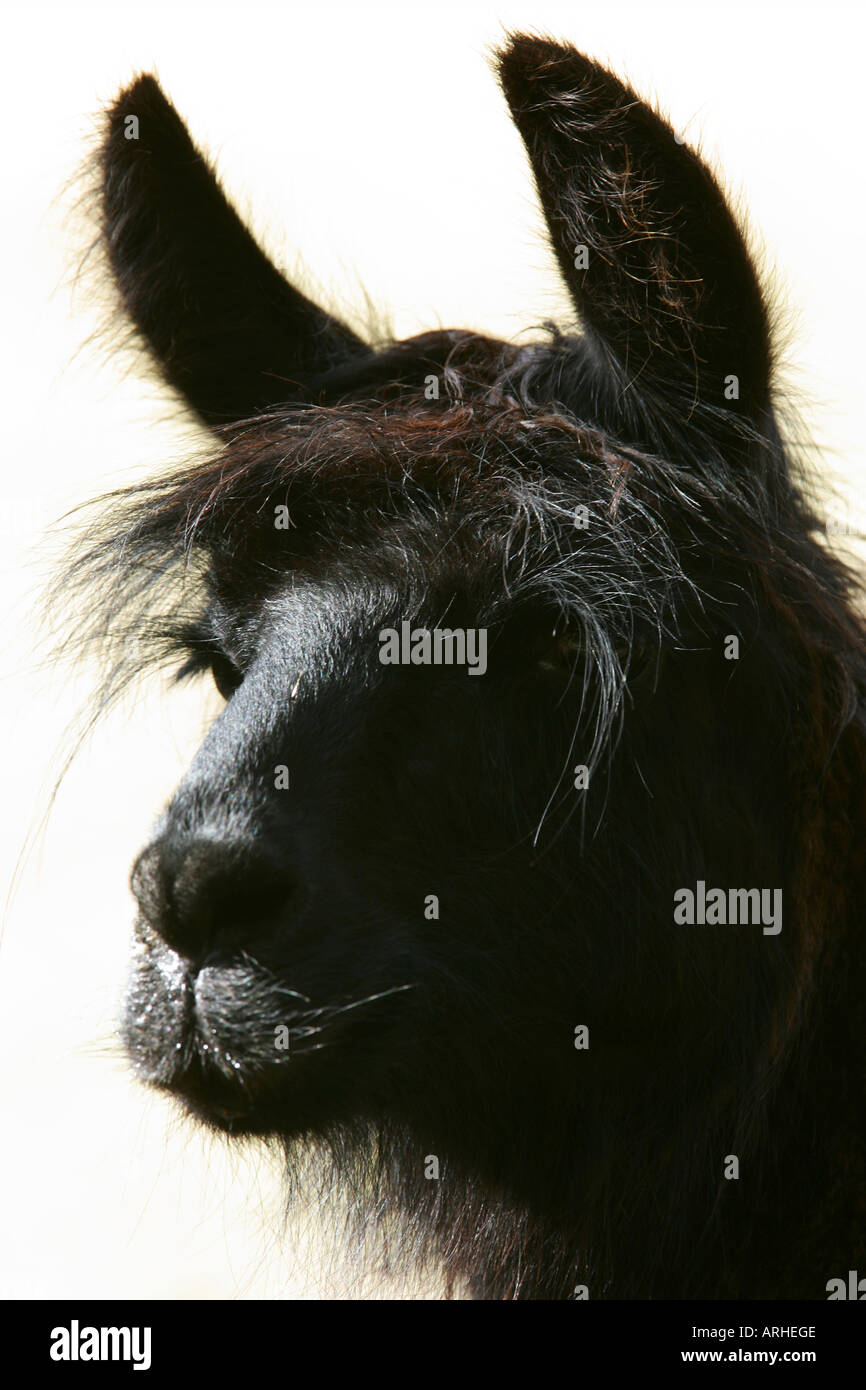 Llama and horses hi-res stock photography and images - Alamy