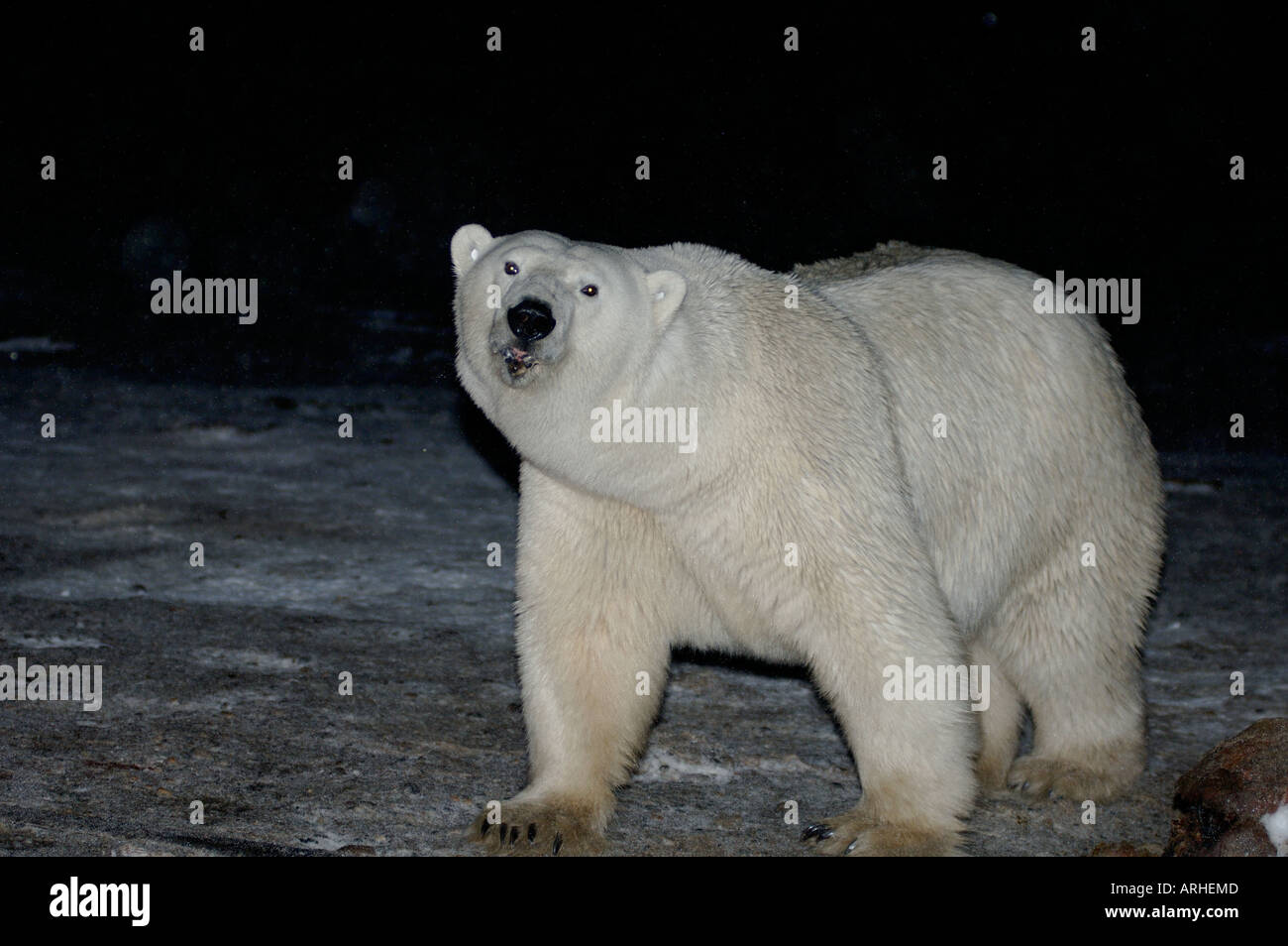Polar Bears Nocturnal