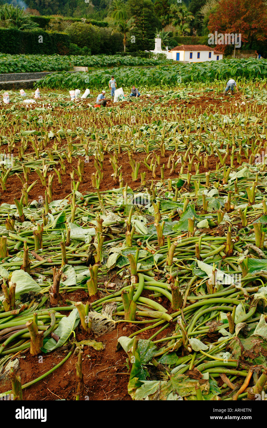 Azorean farmers working in a taro (Colocasia esculenta) field Furnas ...
