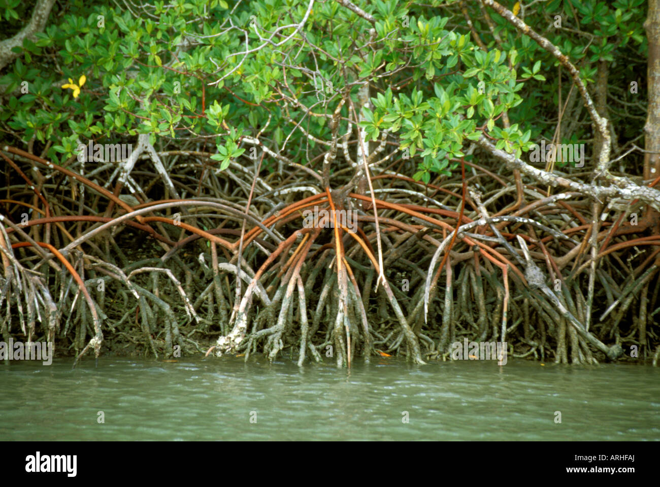 FL Florida Everglades National Park Red mangrove trees swampy wetlands ...