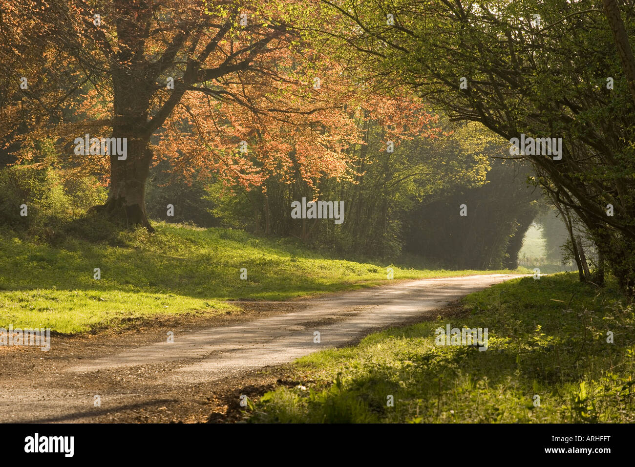 A country road in spring Stock Photo - Alamy