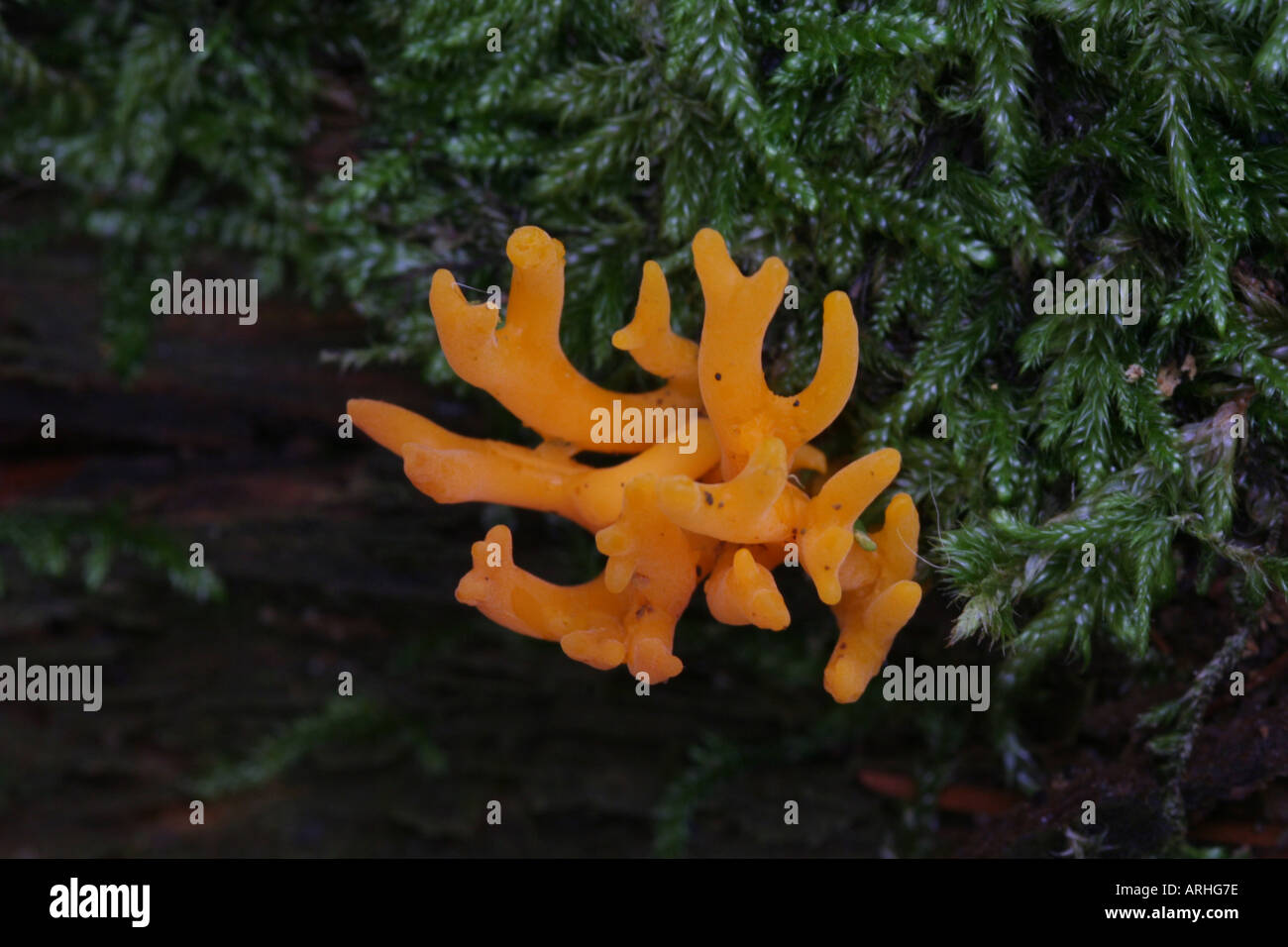 Woodland fungi Calocera viscosa Stock Photo - Alamy