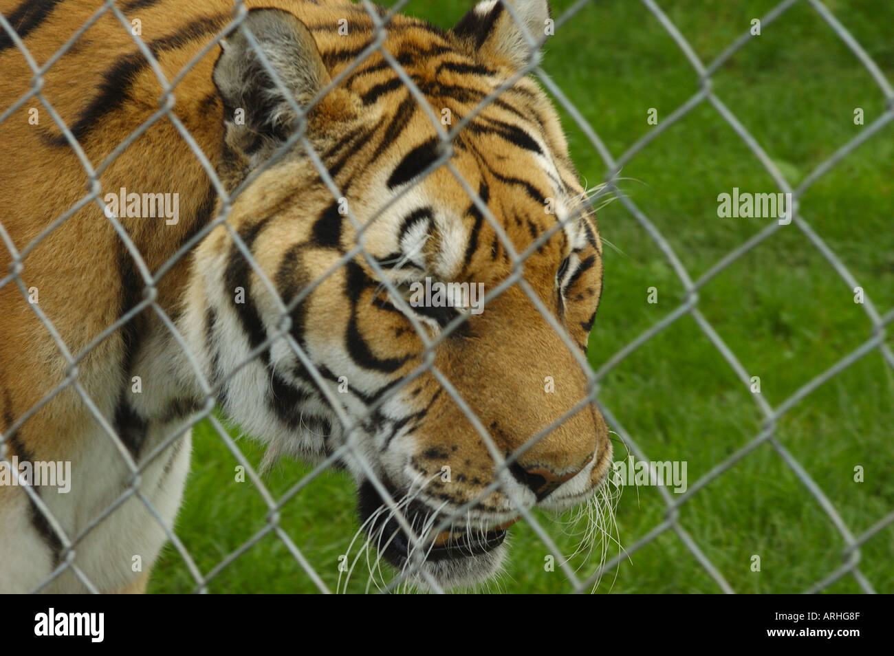 Tiger behind chain link fence at Chester Zoo Stock Photo - Alamy
