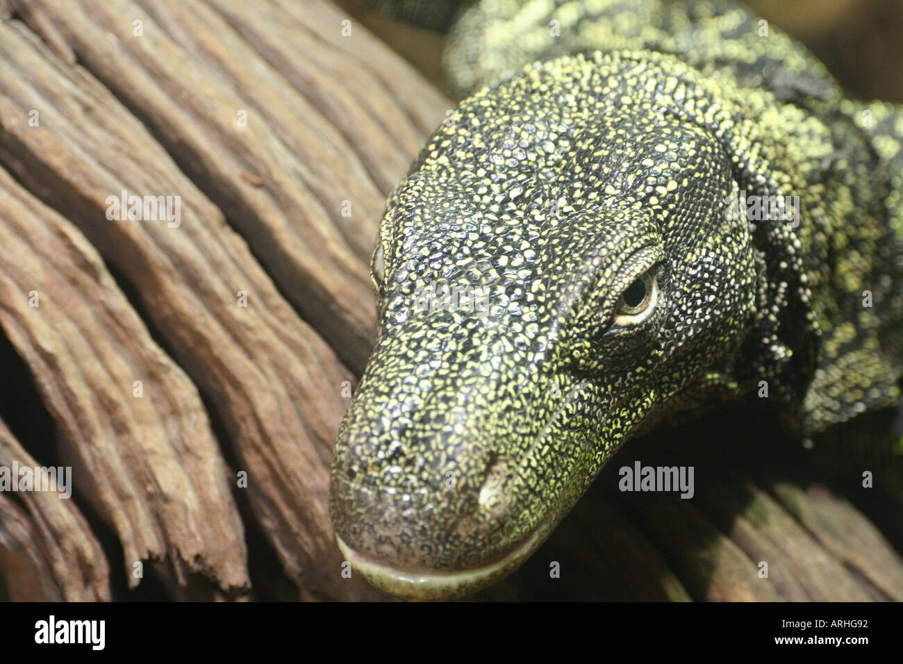 crocodile monitor lizard Stock Photo - Alamy