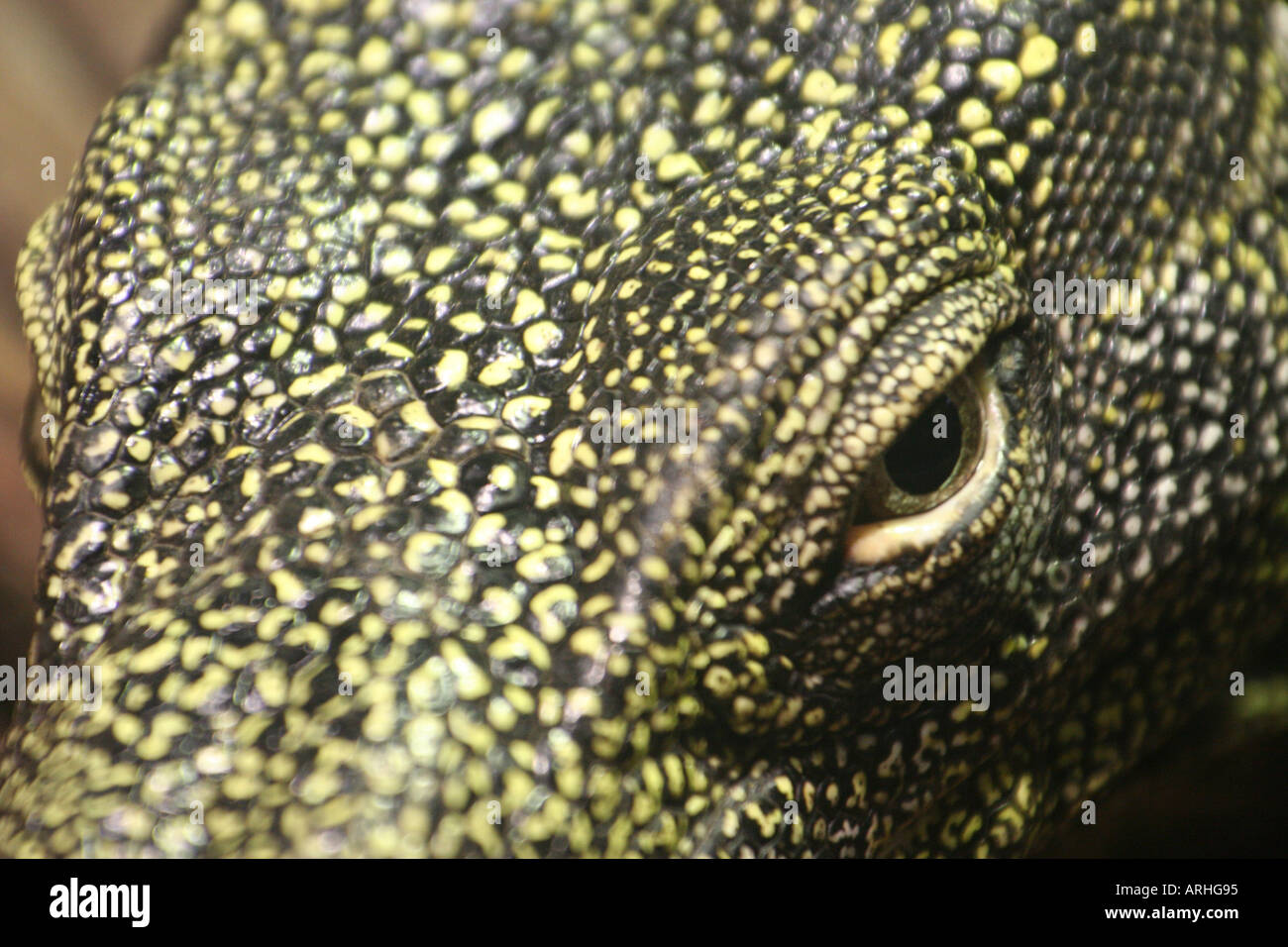 crocodile monitor lizard Stock Photo - Alamy