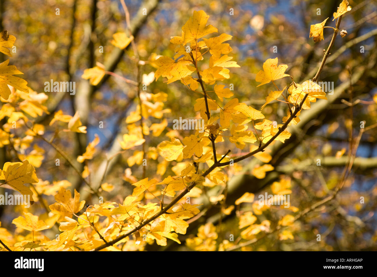Field maple hi-res stock photography and images - Alamy