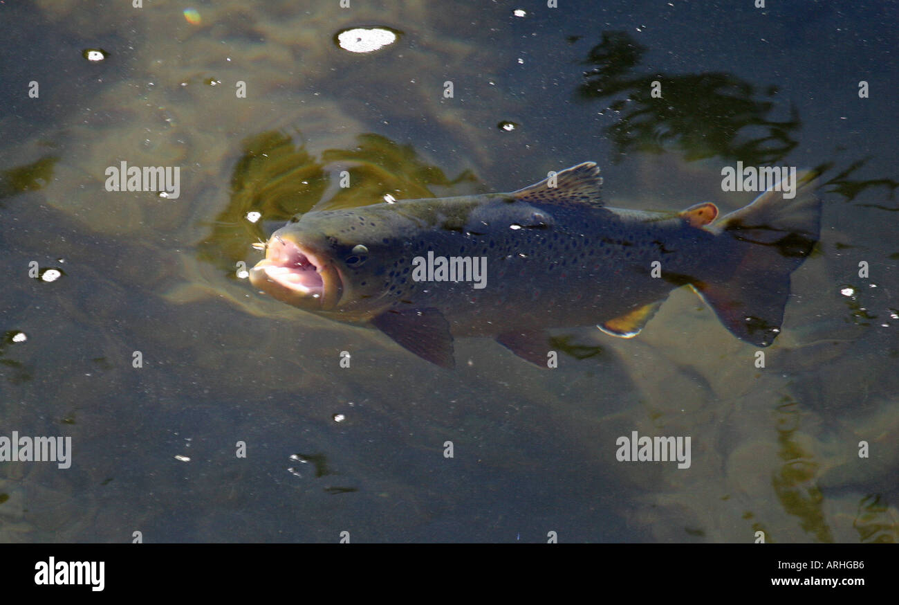 Rising trout hi-res stock photography and images - Alamy