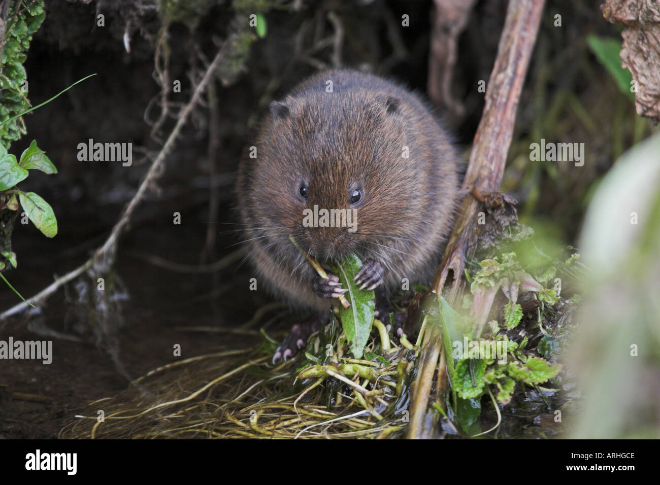 Water vole Eating Stock Photo - Alamy