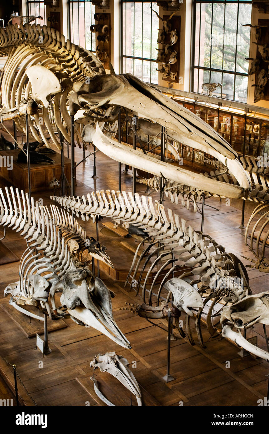An exhibition of bones and skeletons in the Paleontology and ...
